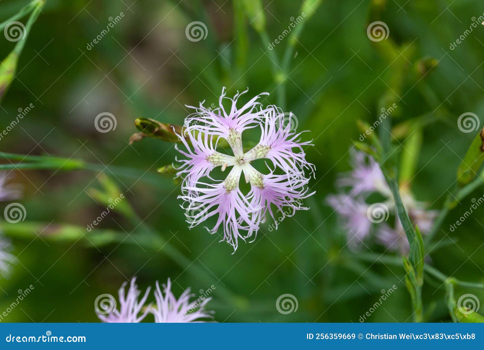 Fringed Pink, Dianthus Superbus Stock Image - Image of colors ...