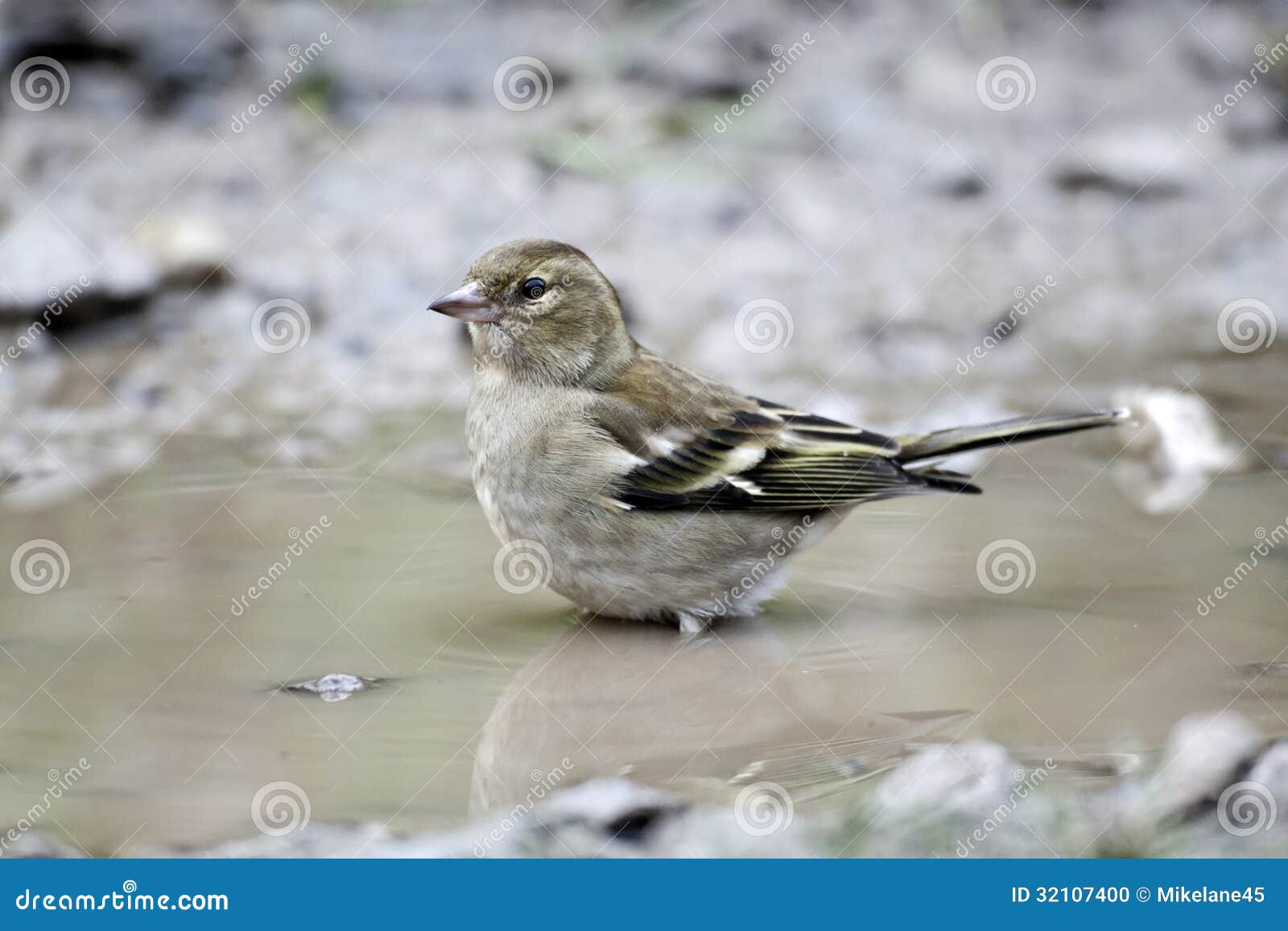 Fringuello, Coelebs Del Fringilla Fotografia Stock - Immagine di ...