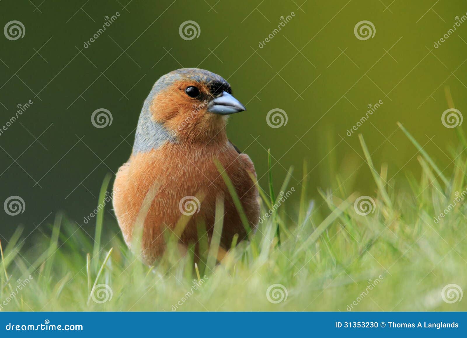 Fringuello (coelebs Del Fringilla) Nell'erba Fotografia Stock ...