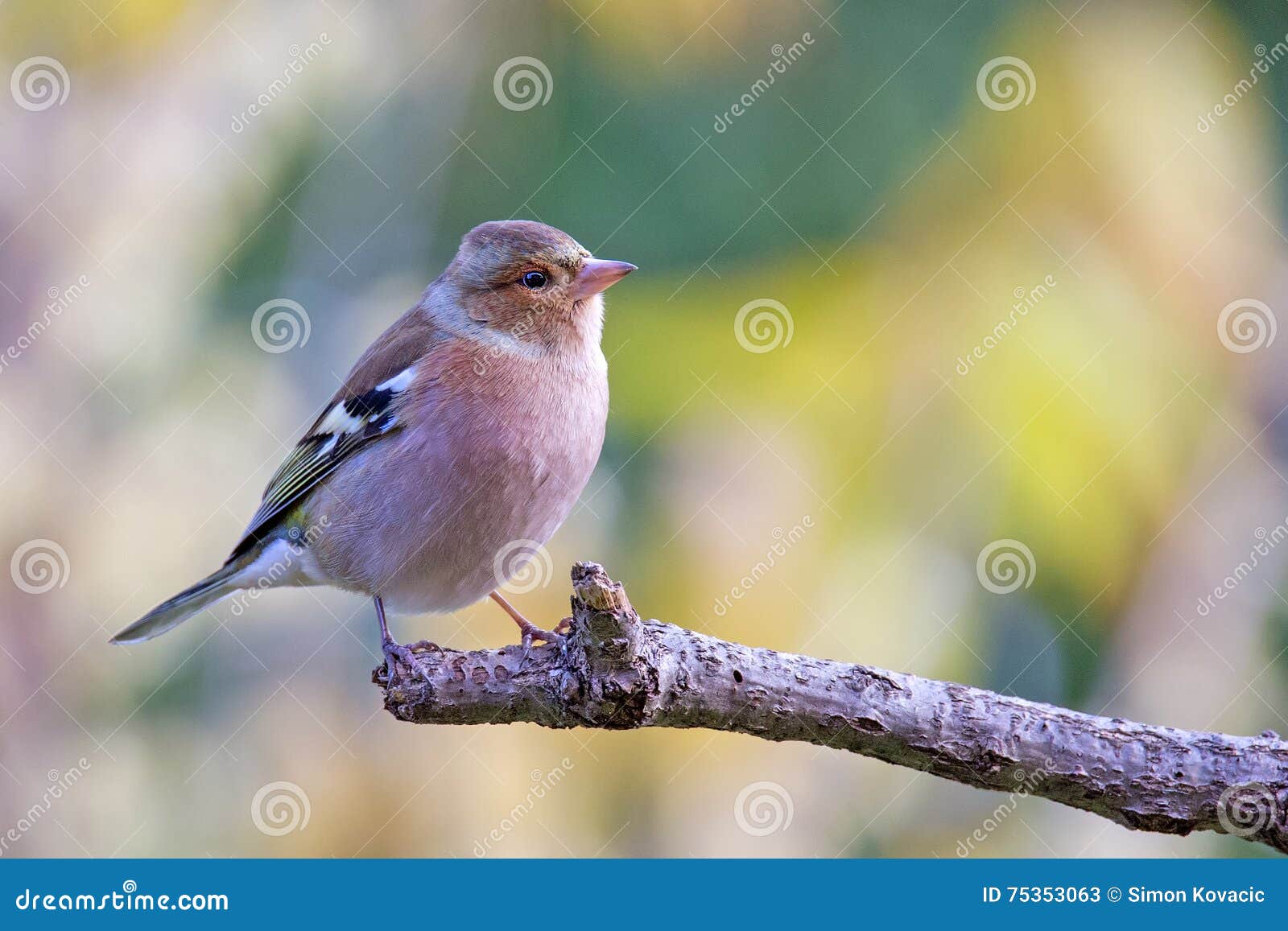 Fringuello Comune (coelebs Del Fringilla) Su Un Ramo Immagine Stock ...