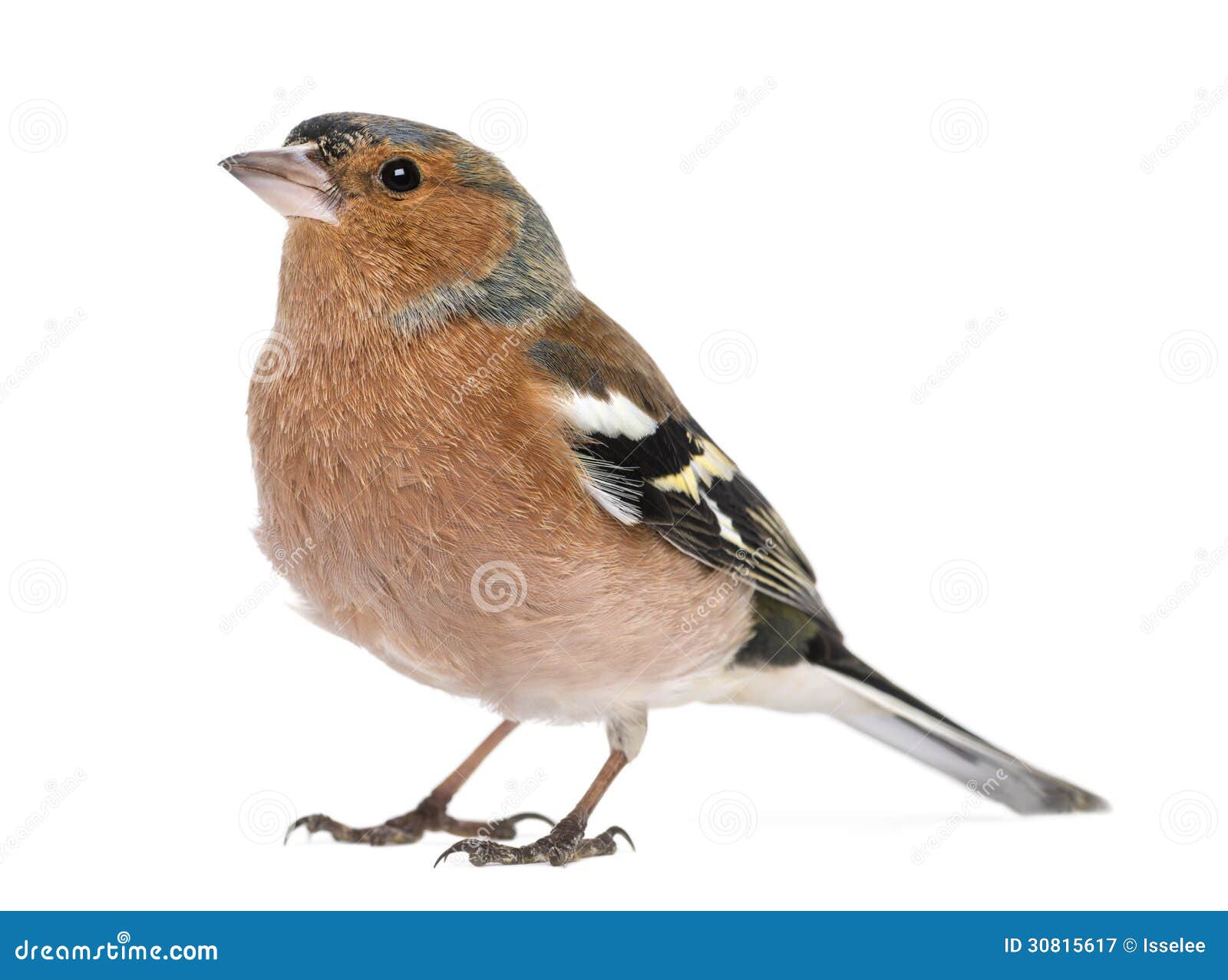 Fringuello Comune Del Maschio - Coelebs Del Fringilla Immagine Stock ...