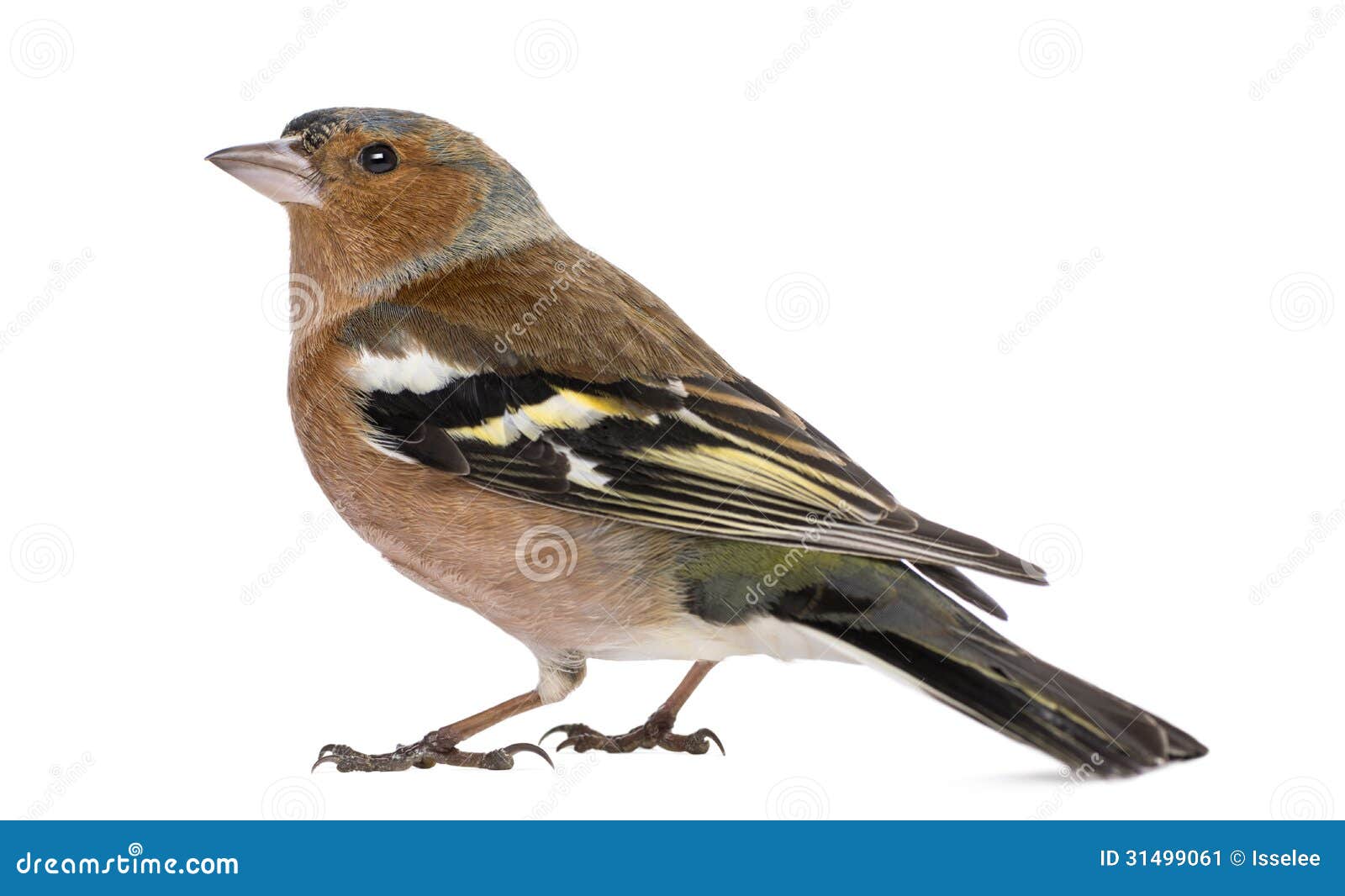 Fringuello Comune Del Maschio - Coelebs Del Fringilla Immagine Stock ...
