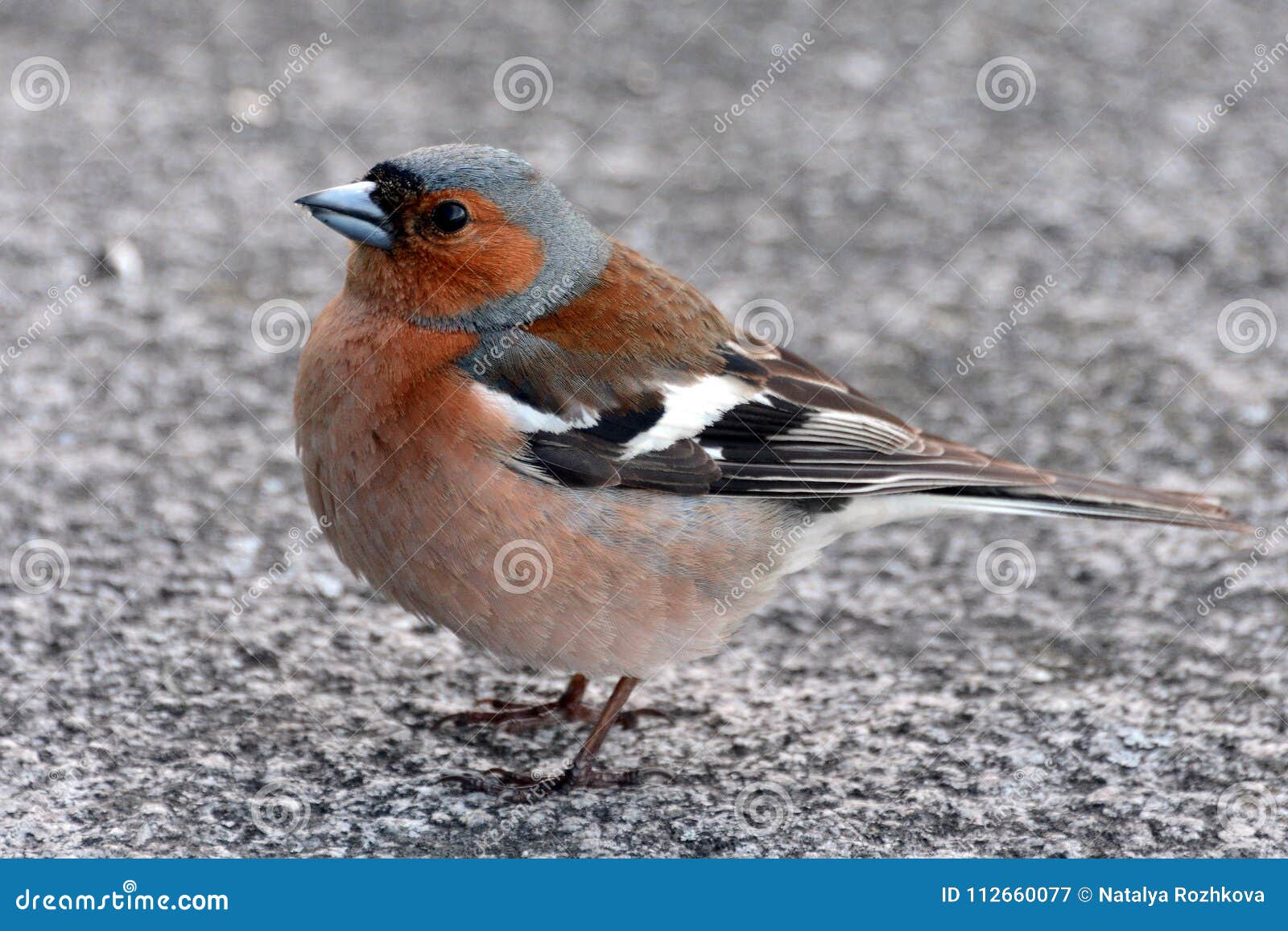 Fringuello Dell'uccello Vicino Esaminandovi Immagine Stock - Immagine ...