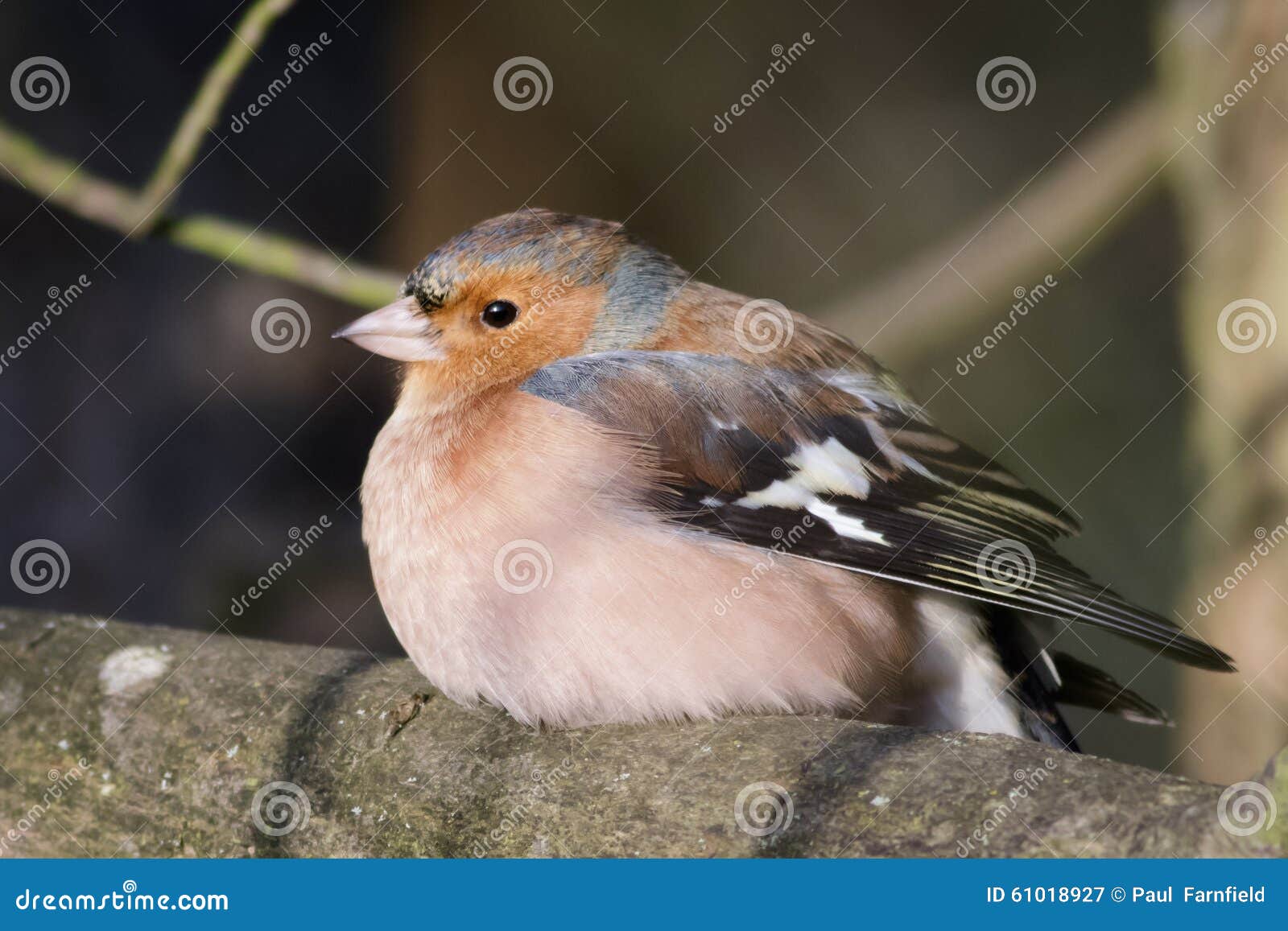 Fringuello maschio immagine stock. Immagine di seduta - 61018927