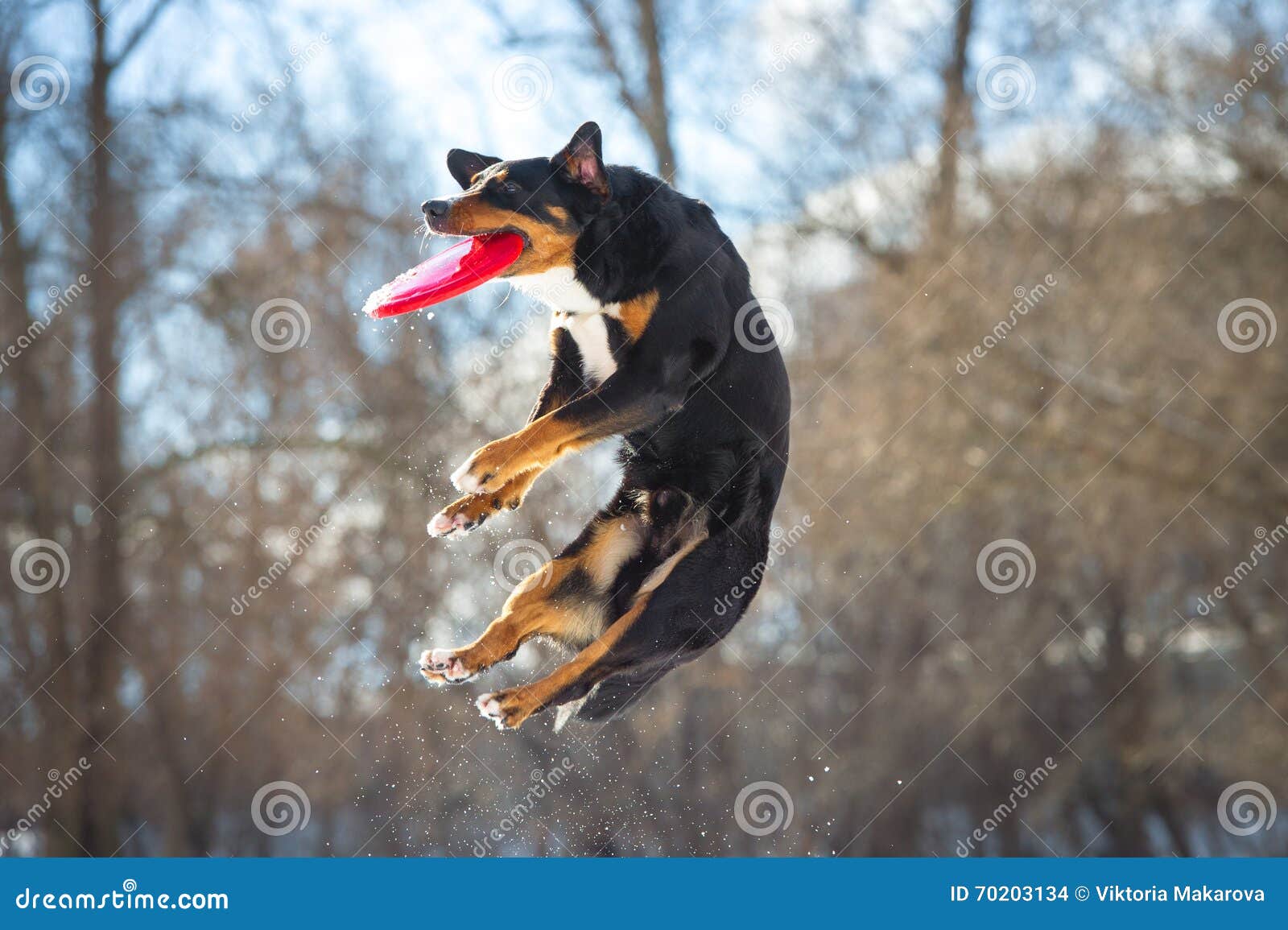 Frisbee Appenzeller Mountain Dog with Red Flying Disk Stock Photo ...
