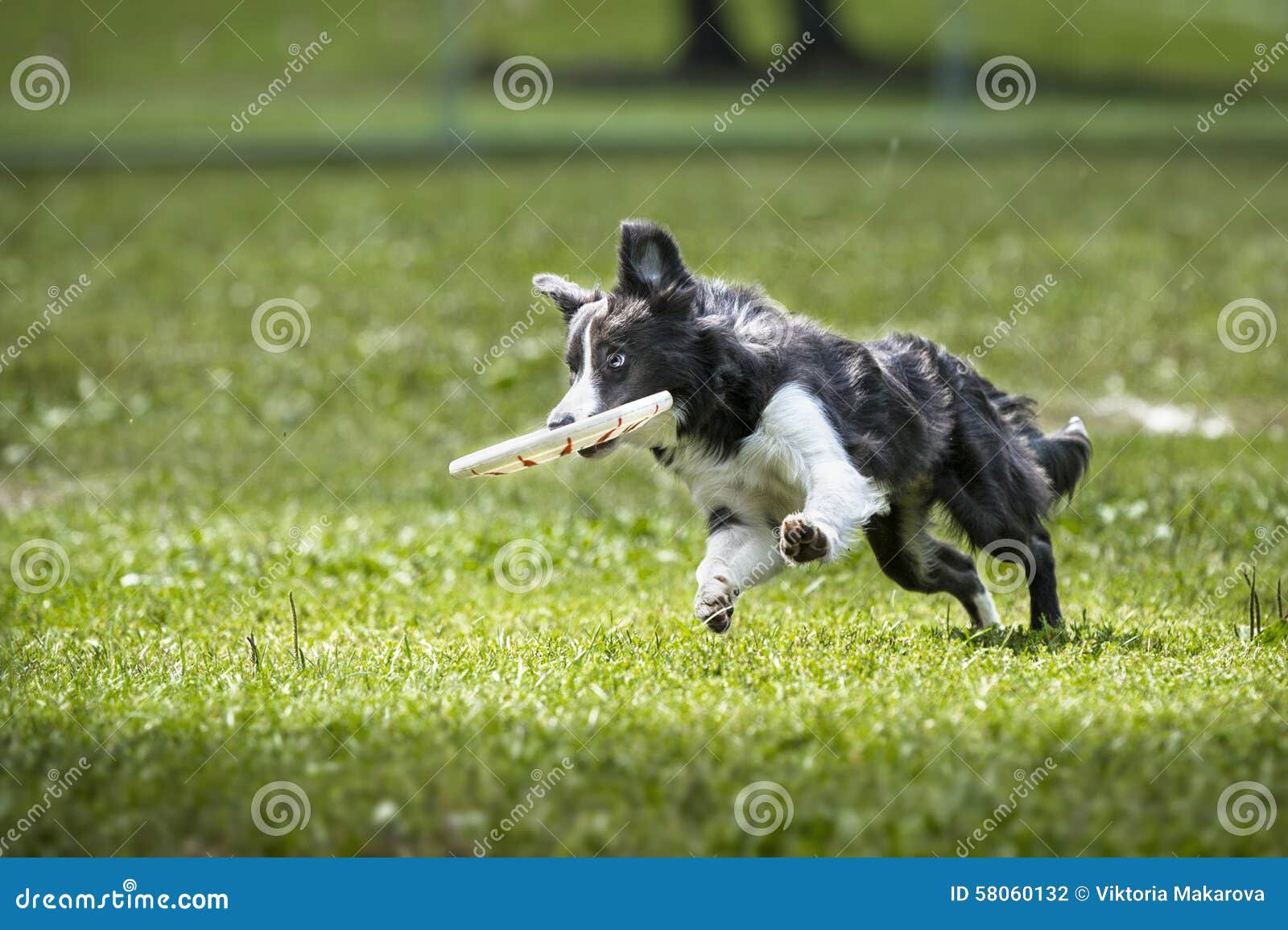 Frisbee Border Collie Dog Jumps with Disk Stock Photo - Image of gray ...