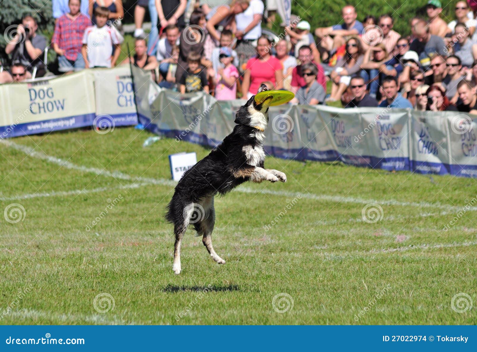 Frisbee competition editorial stock image. Image of jump - 27022974