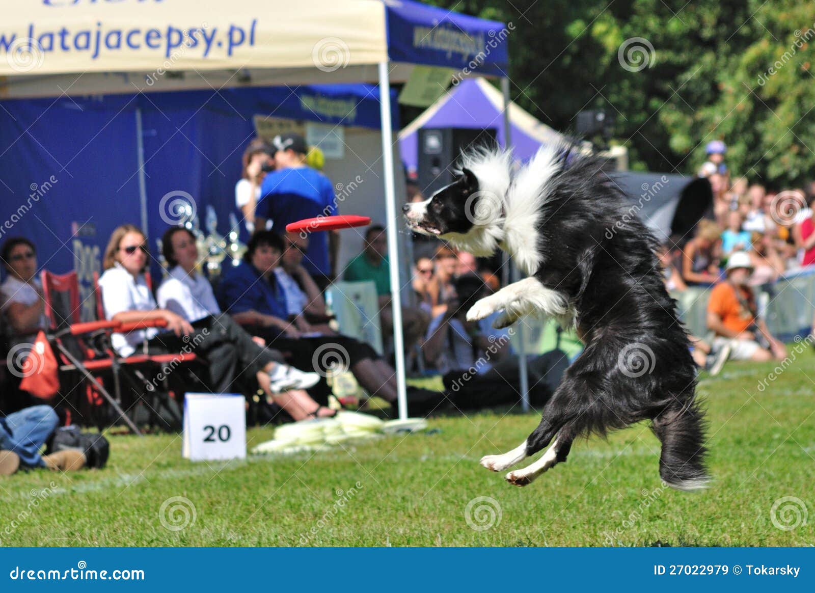Frisbee competition editorial stock image. Image of canine - 27022979