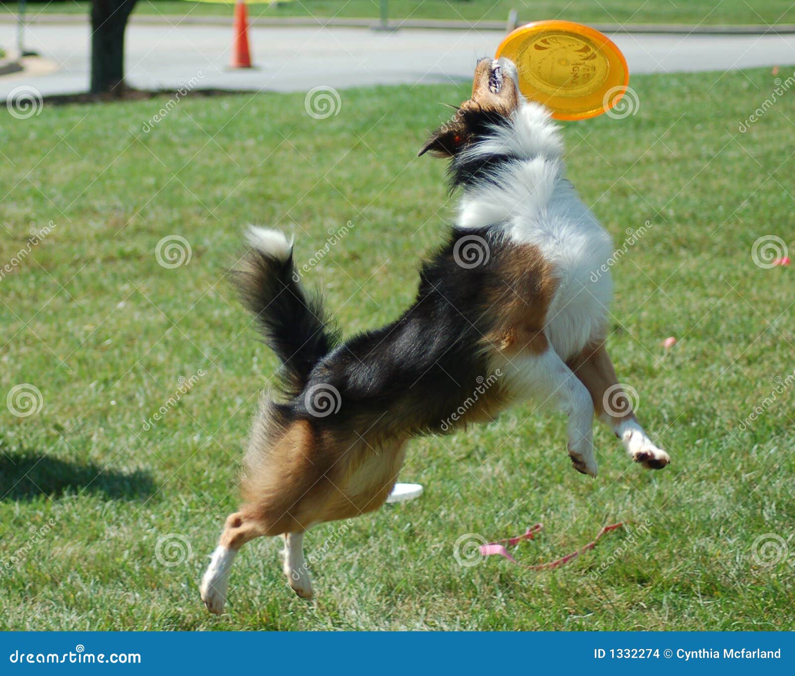 Frisbee Dog stock photo. Image of active, frisbee, hound - 1332274