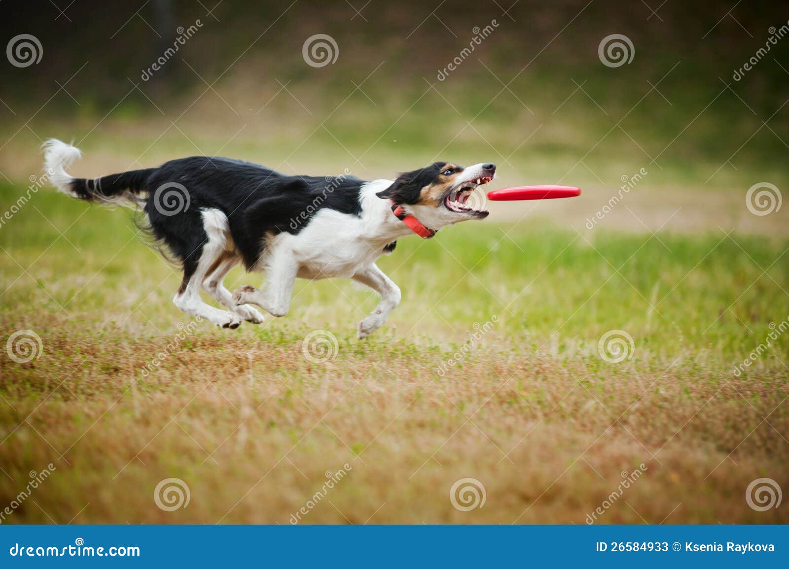 Frisbee Dog Border Collie Catching Stock Image - Image of domestic ...