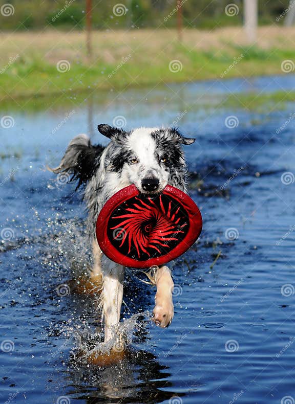 Frisbee Fetch stock photo. Image of blue, splash, retrieve - 8501958