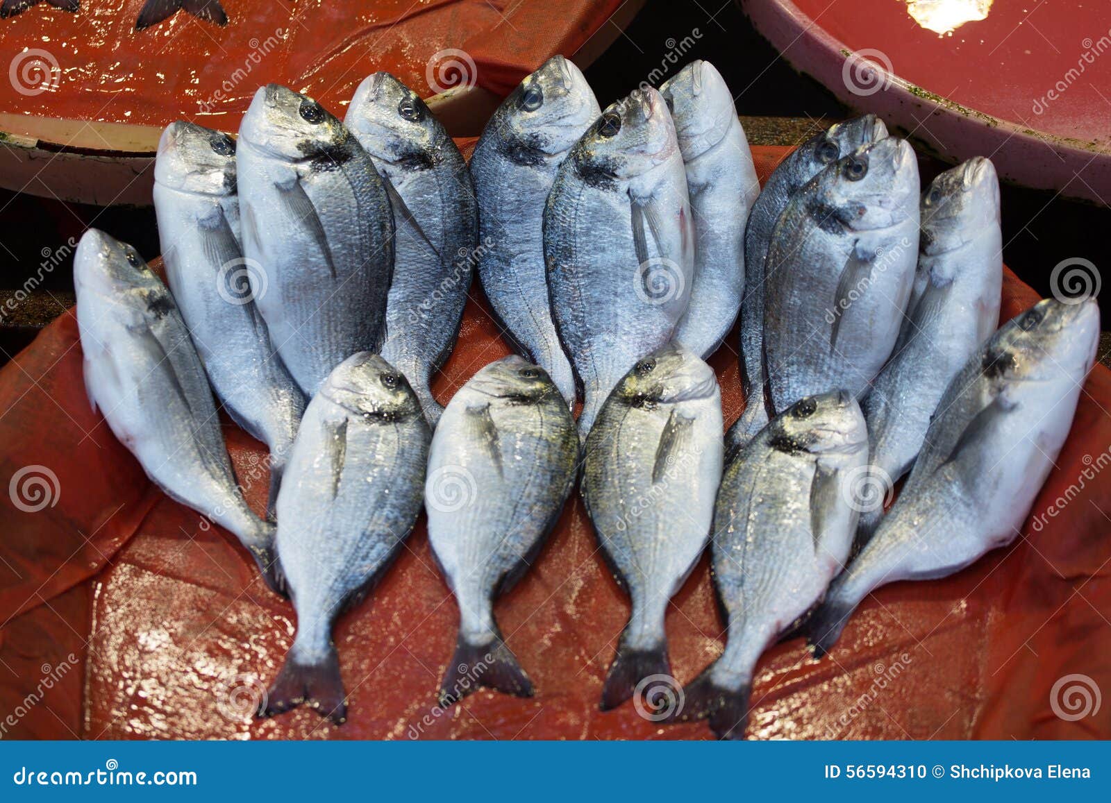 Frisch-abgefangene Seefische Stockfoto - Bild von nahaufnahme ...