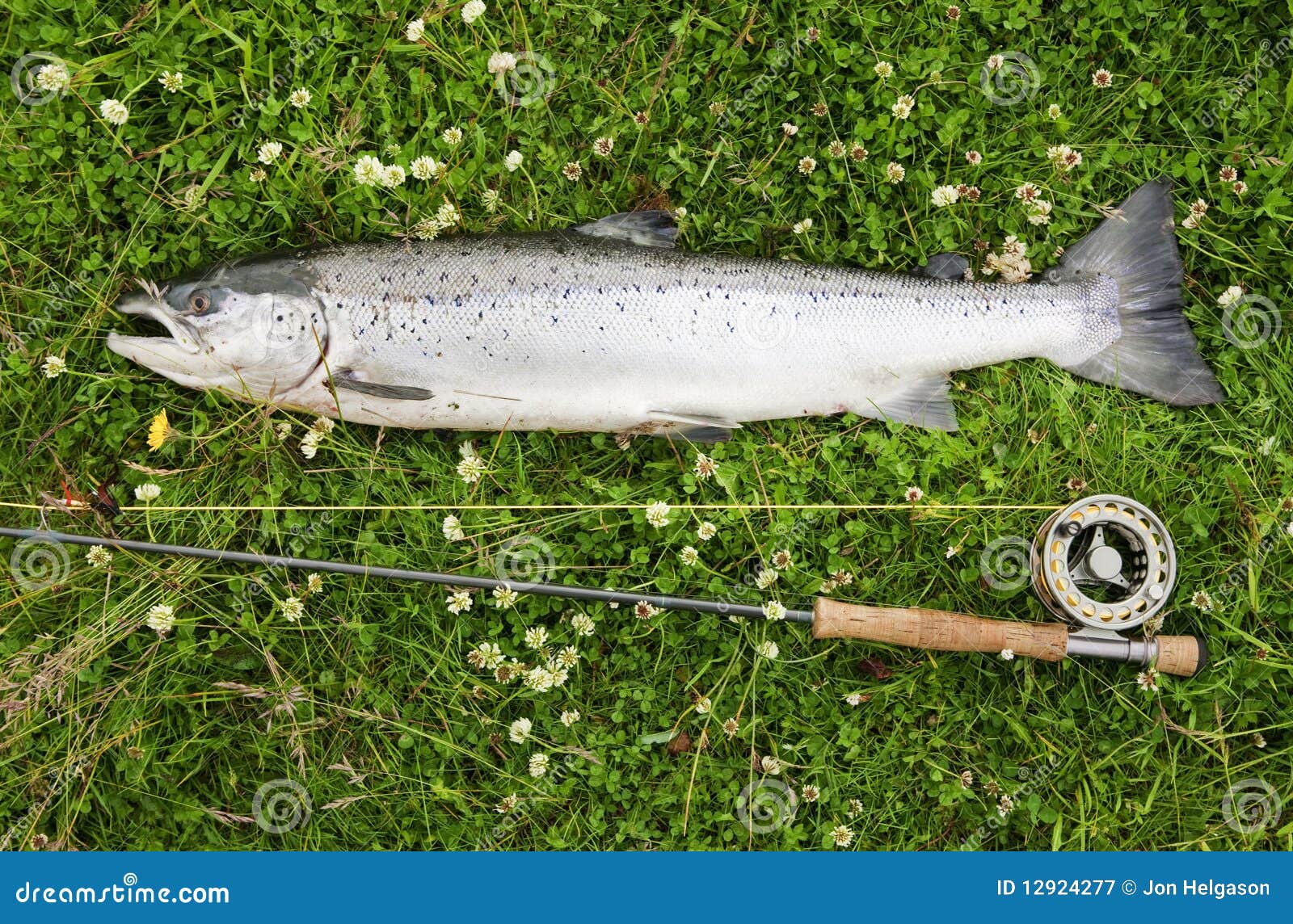 Frisch Gefangene Atlantische Lachse Stockbild - Bild von verriegelung ...