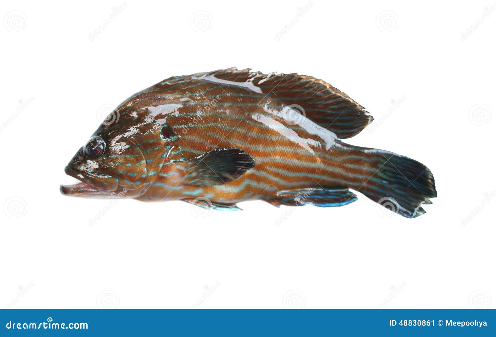 Frische Barschfische stockbild. Bild von frisch, mahlzeit - 48830861