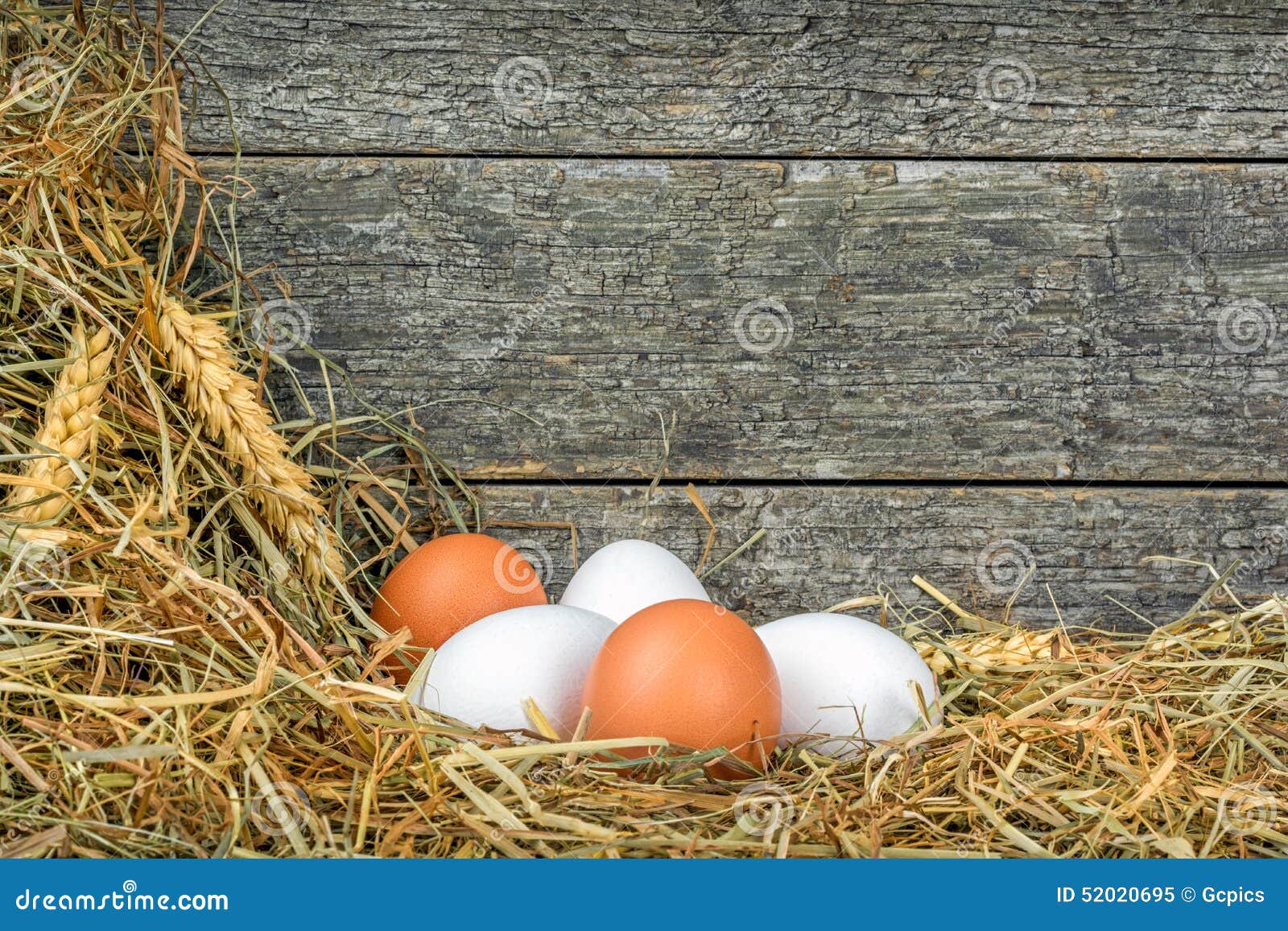 Frische Eier im Stroh stockbild. Bild von protein, gras - 52020695