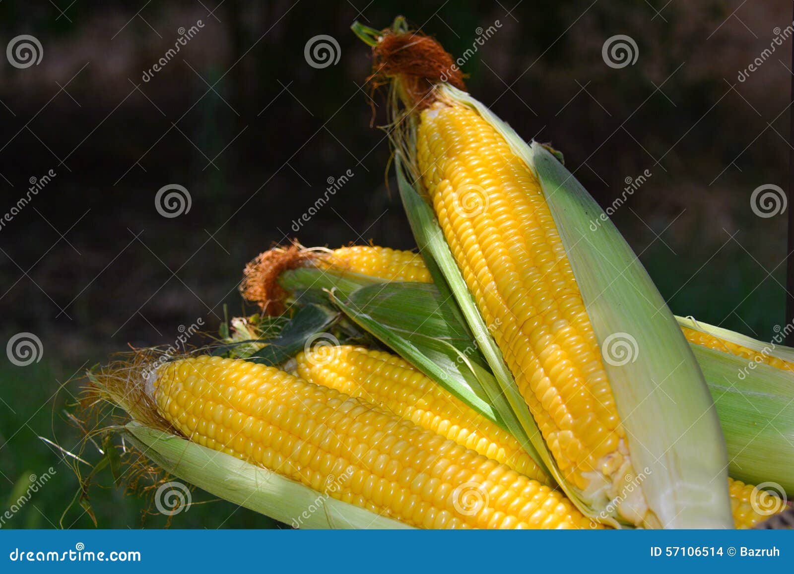 Frische Ernte von Mais stockfoto. Bild von frisch, hintergrund - 57106514