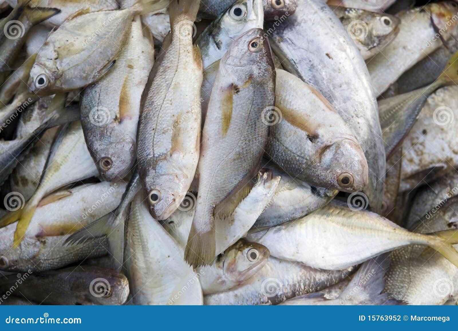Frische Fische in Einem Korb. Stockfoto - Bild von fischer, fischen ...