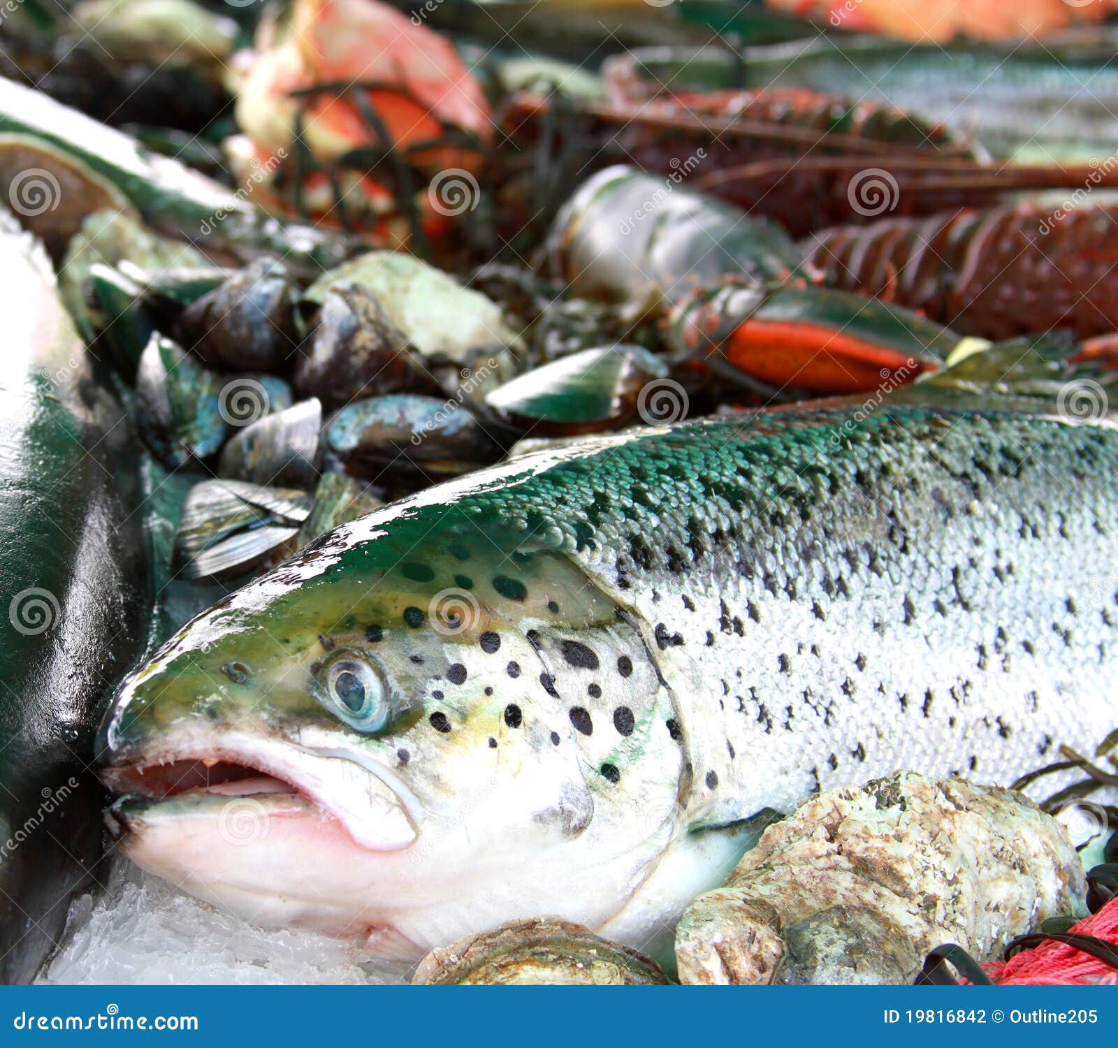 Frische Fische Und Essbare Meerestiere Stockfoto - Bild von ...