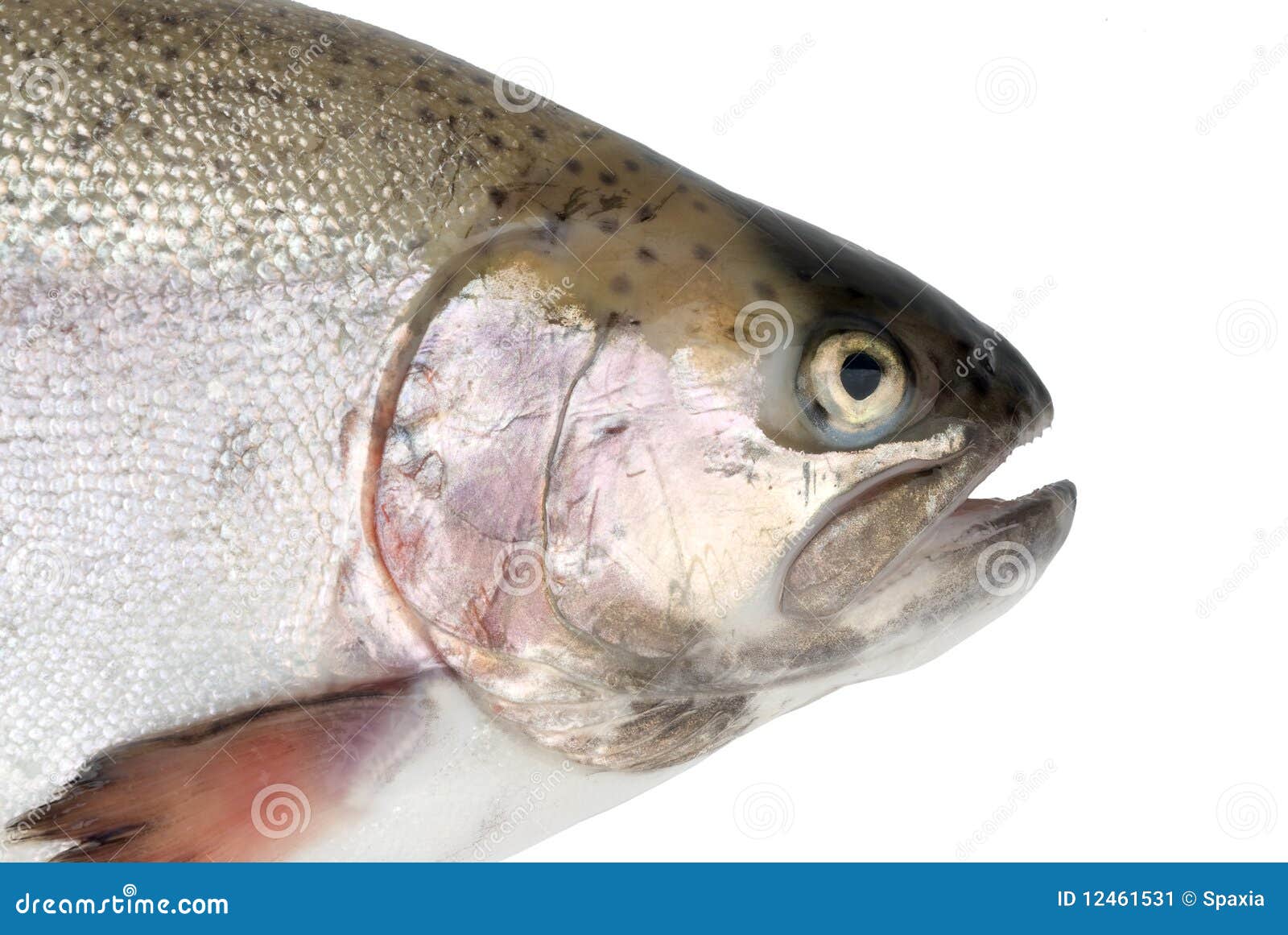 Frische Forelle stockbild. Bild von frisch, eingestuft - 12461531