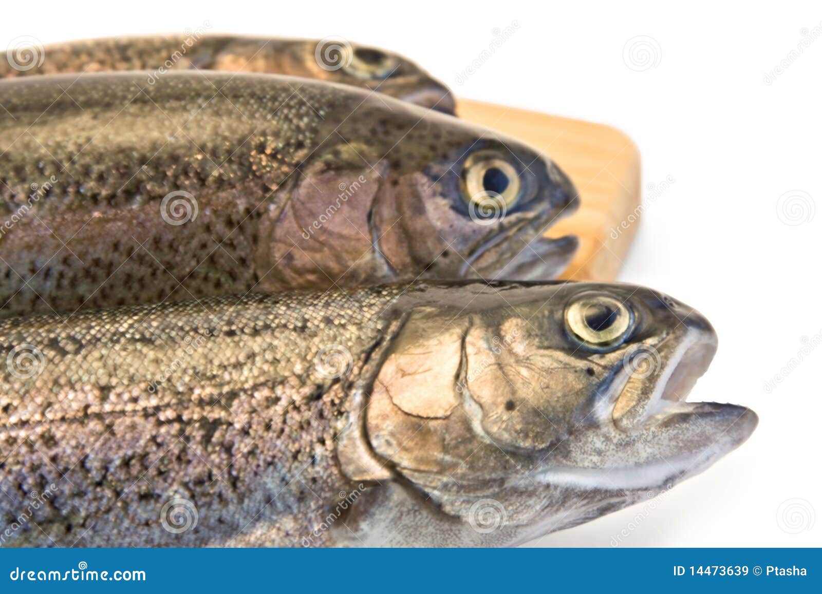 Frische Forelle stockbild. Bild von frisch, forelle, kochen - 14473639