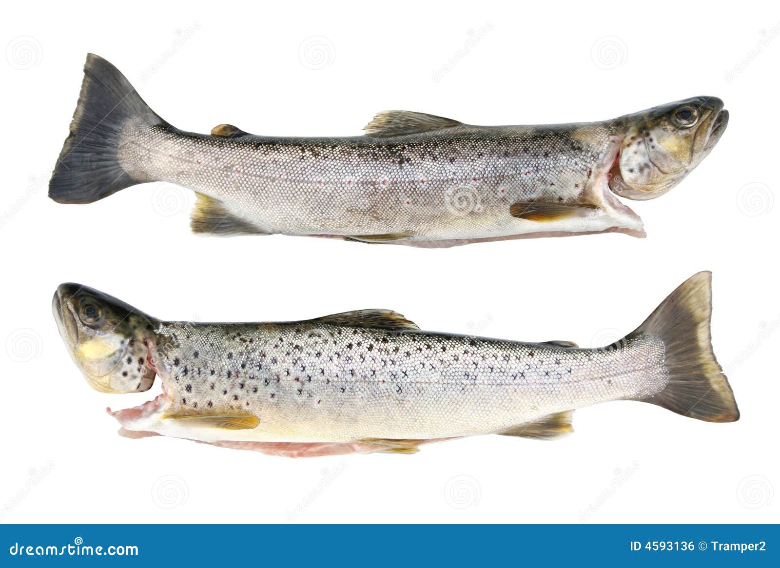 Frische Forelle Bild. Bild: 4593136