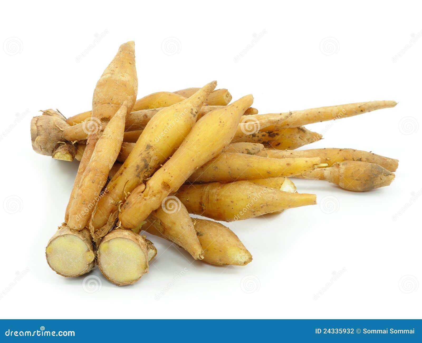 Frische Galgantwurzel stockfoto. Bild von hintergrund - 24335932