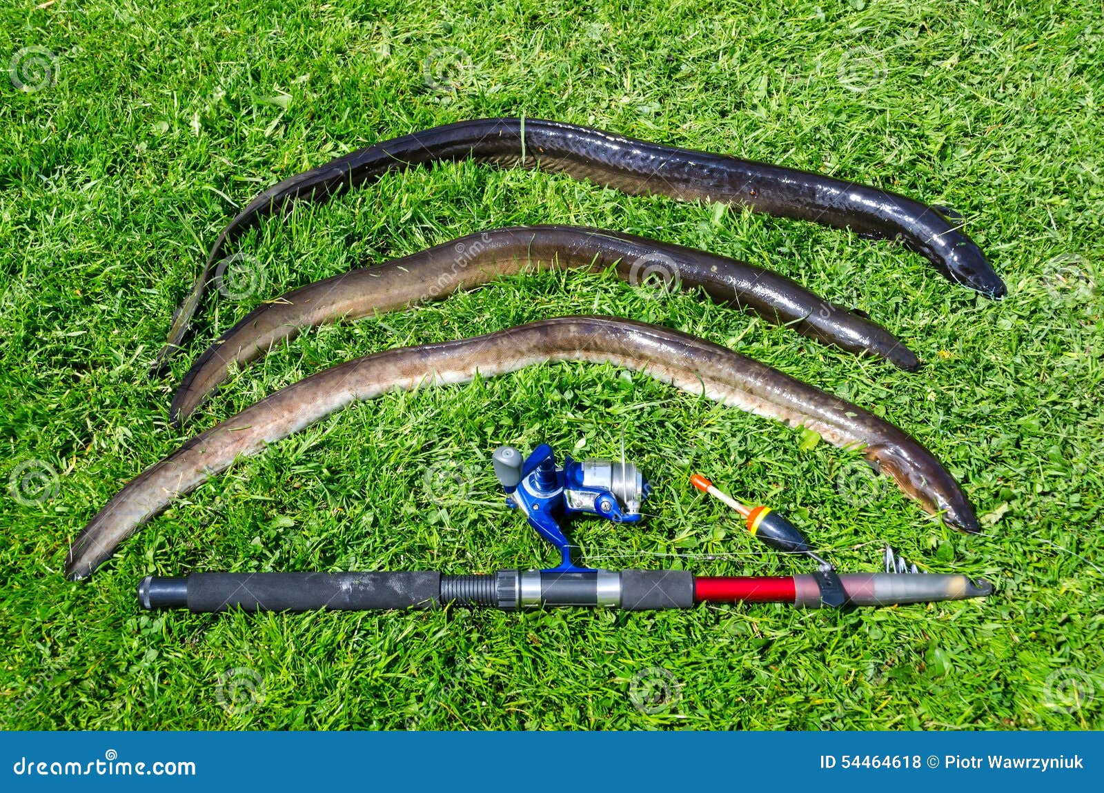 Frische gefangene Aale stockfoto. Bild von getrennt, einstellen - 54464618