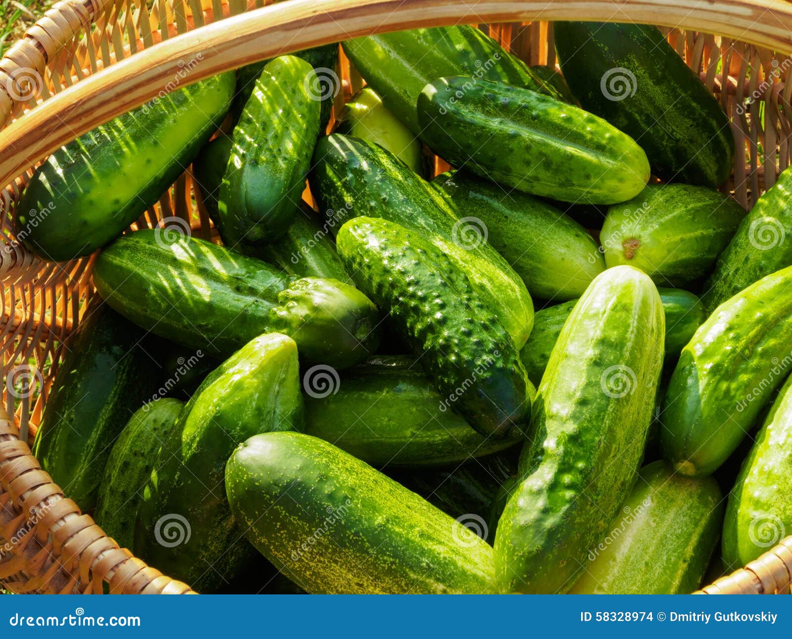 Frische Gurken im Korb stockfoto. Bild von landwirtschaft - 58328974