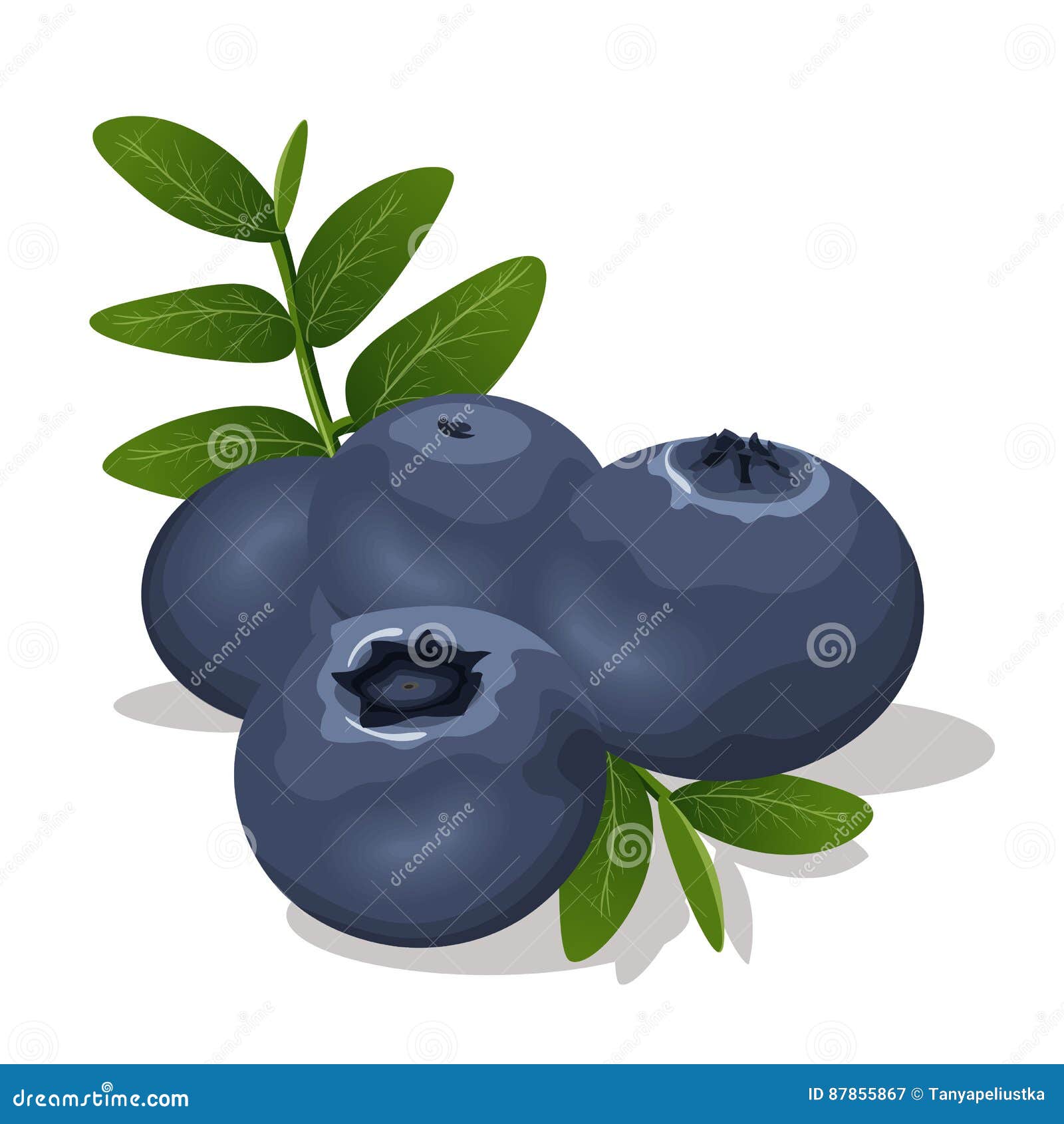 Frische Heidelbeere vektor abbildung. Illustration von gesund - 87855867