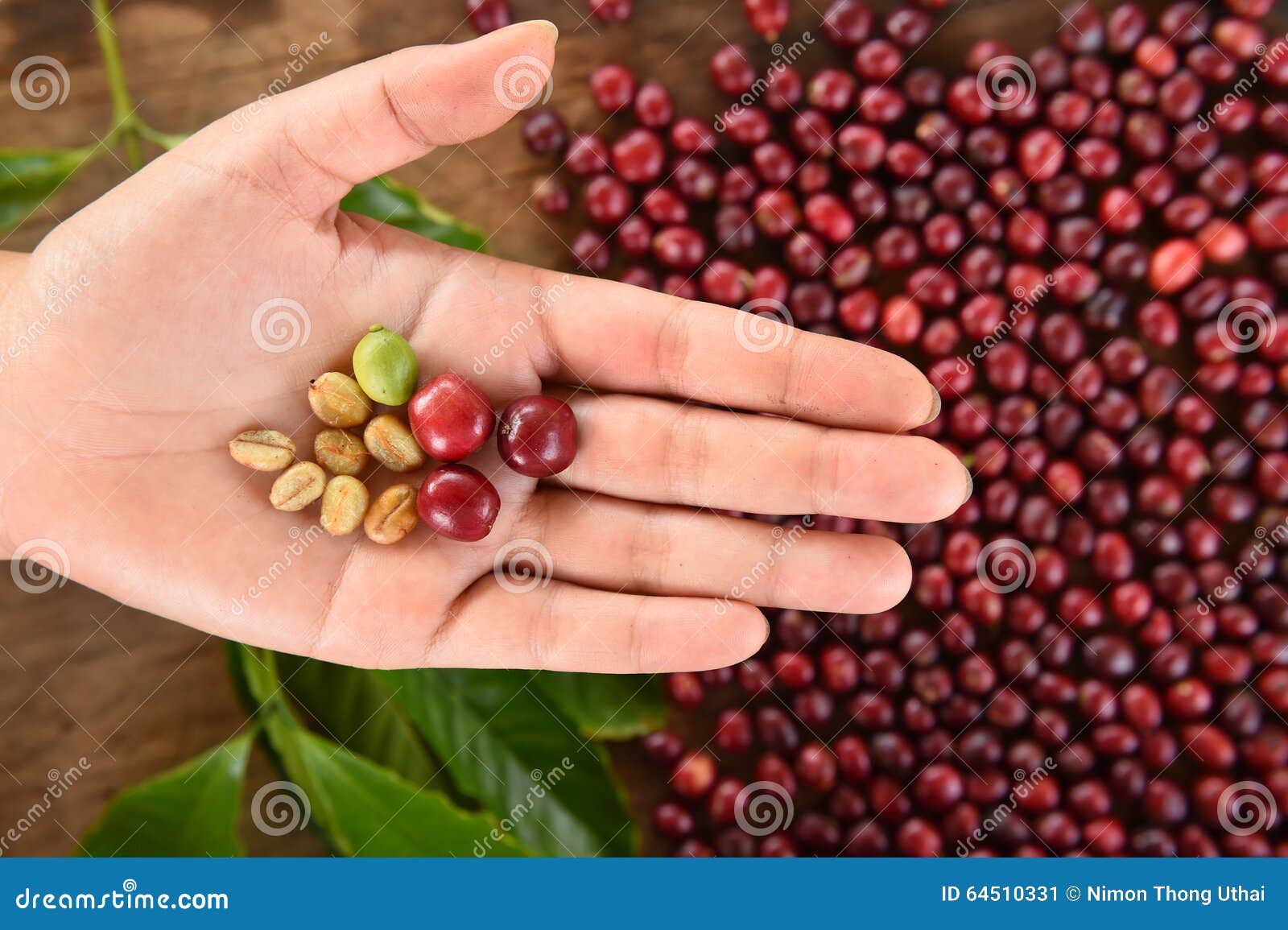 Frische Kaffeebohne in Der Hand Auf Rotem Beerenkaffee Stockbild - Bild ...