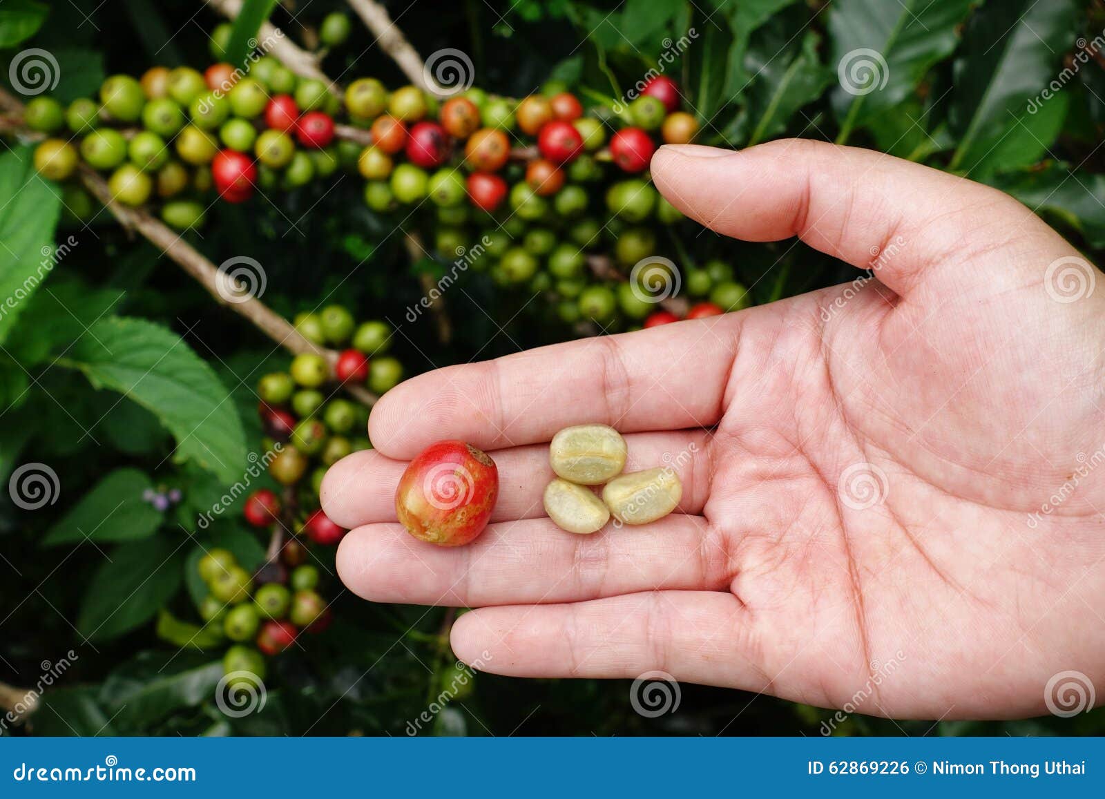 Frische Kaffeebohne Von Der Kaffeekirsche Stockfoto - Bild von getreide, java: 62869226