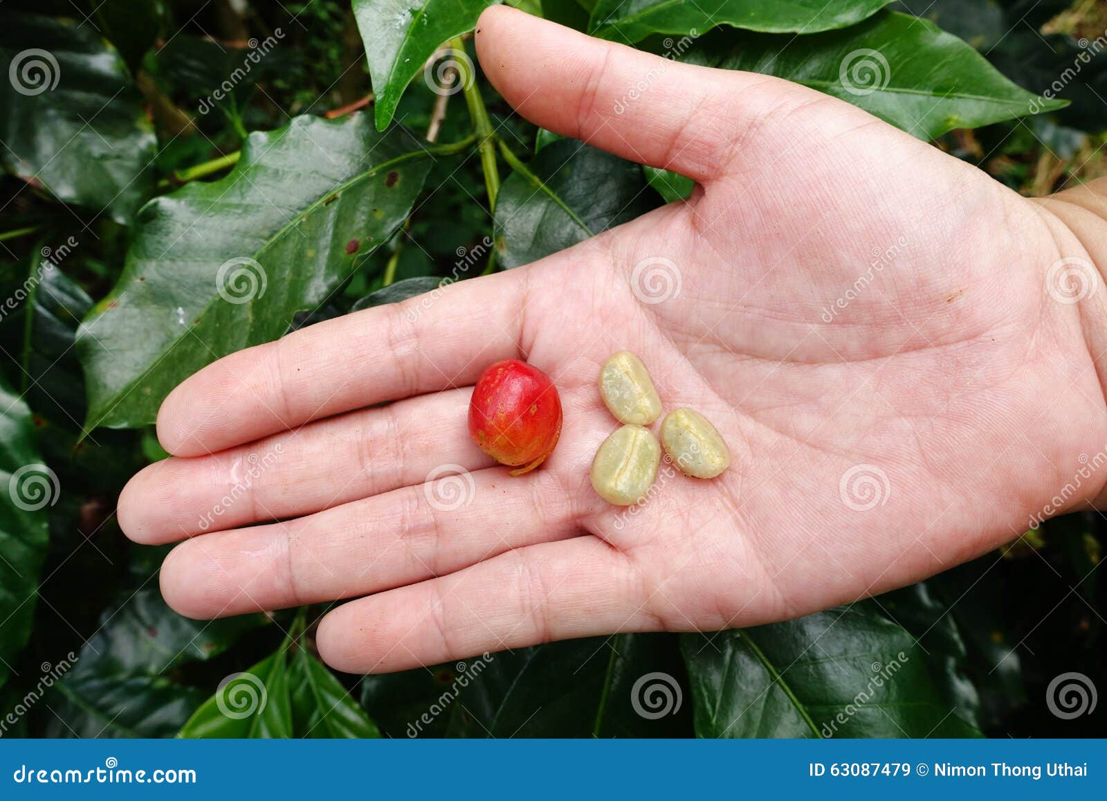 Frische Kaffeebohne Von Der Kaffeekirsche Stockbild - Bild von nave, getreide: 63087479