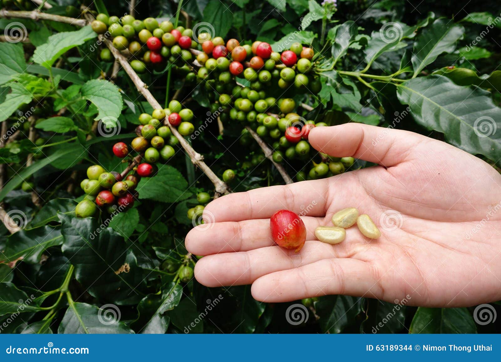 Frische Kaffeebohne Von Der Kaffeekirsche Stockfoto - Bild von thailand ...