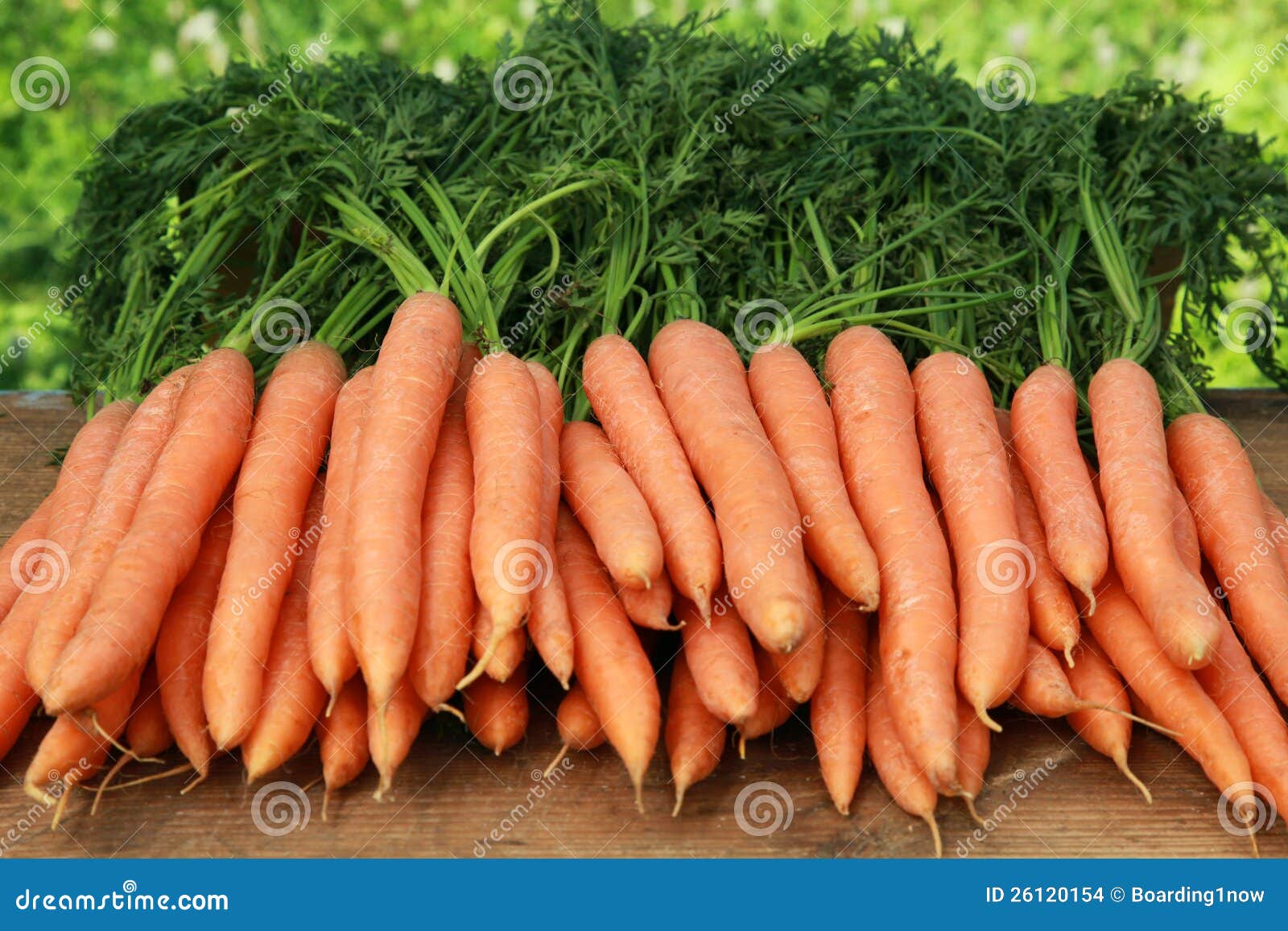 Frische Karotten stockfoto. Bild von ernten, betrieb - 26120154