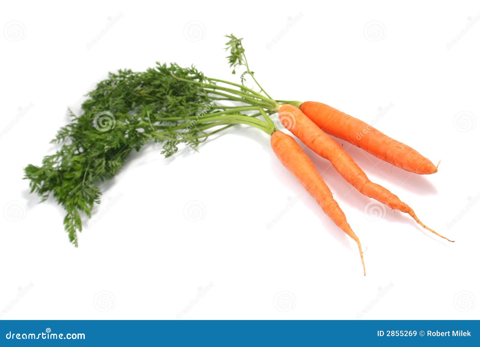 Frische Karotten Bild. Bild: 2855269