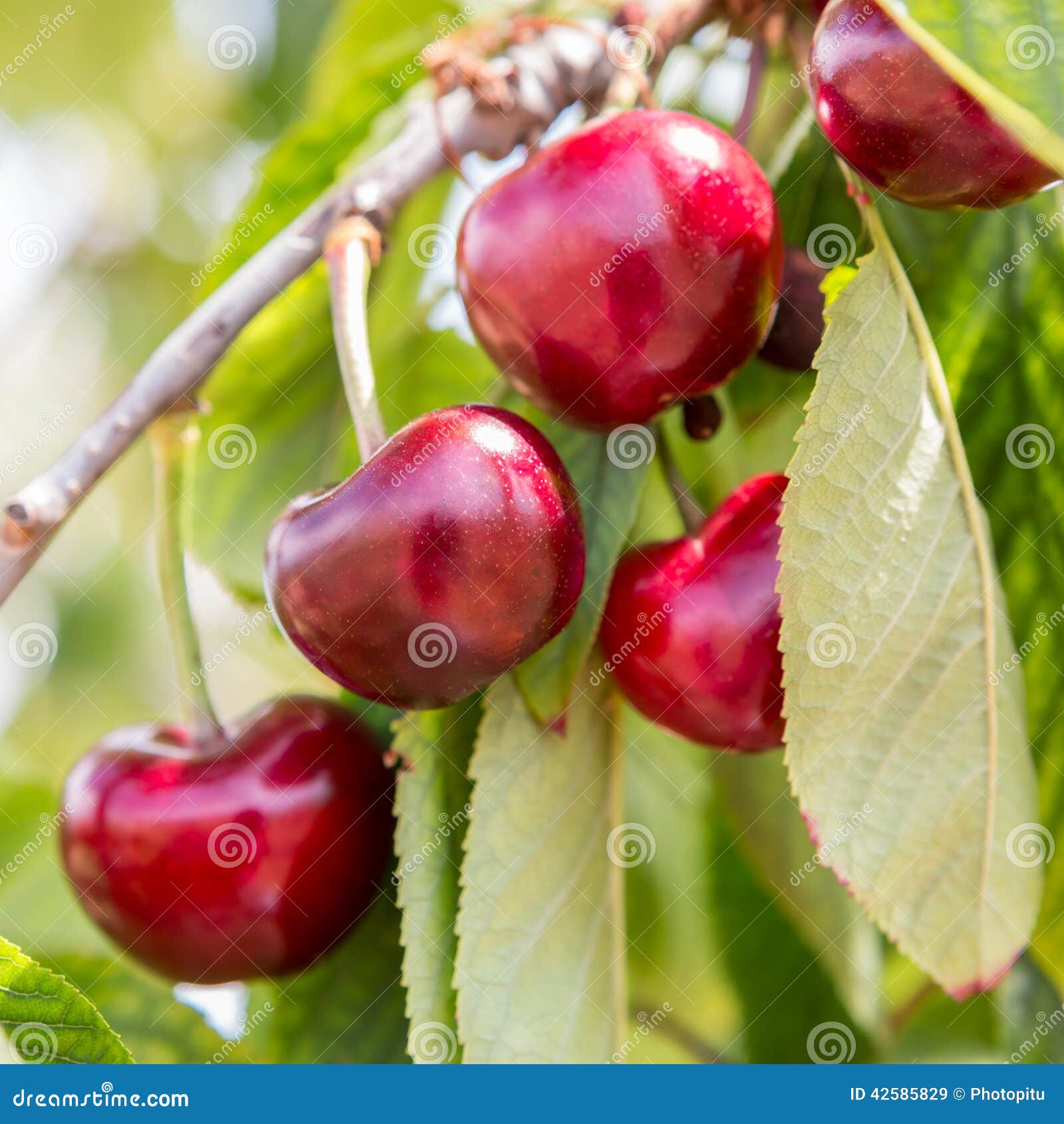 Frische Kirschen stockbild. Bild von frau, vertretung - 42585829