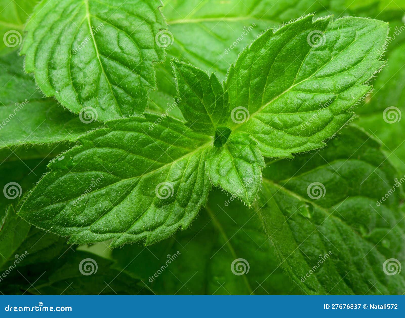 Frische Minze. stockbild. Bild von bauernhof, blatt, üppig - 27676837