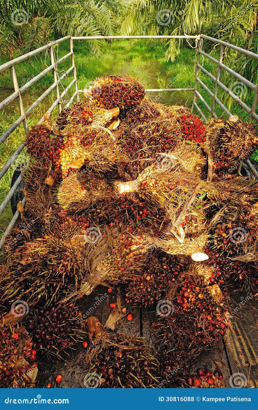 Frische Palmölfrucht Vom LKW. Stockfoto - Bild von kochen ...