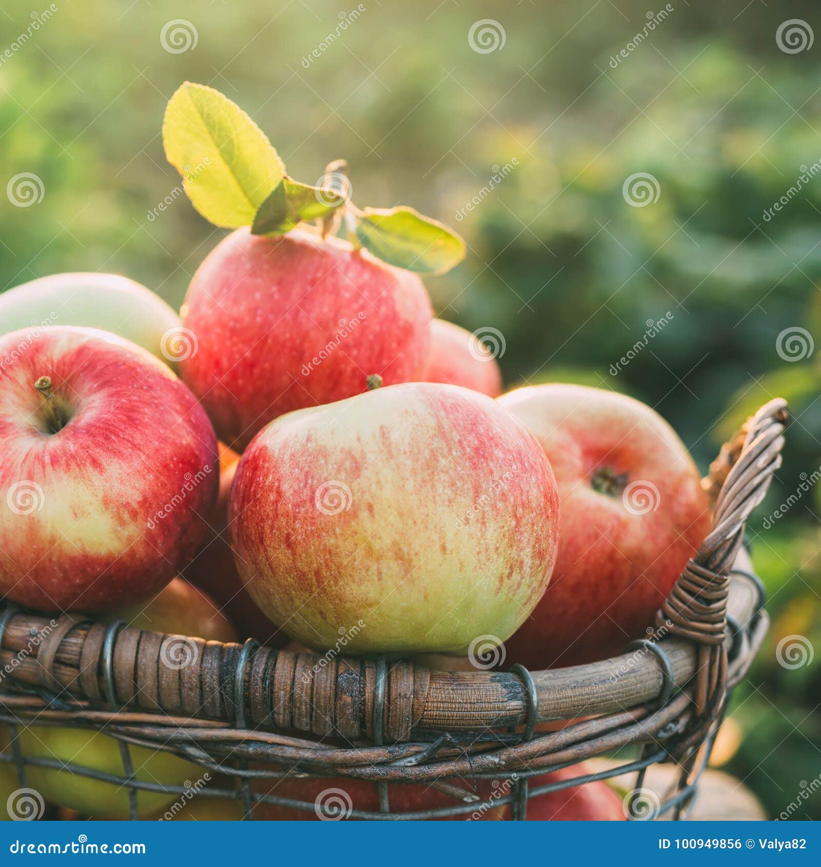 Frische Reife Äpfel Im Korb Stockfoto - Bild von betrieb, voll: 100949856