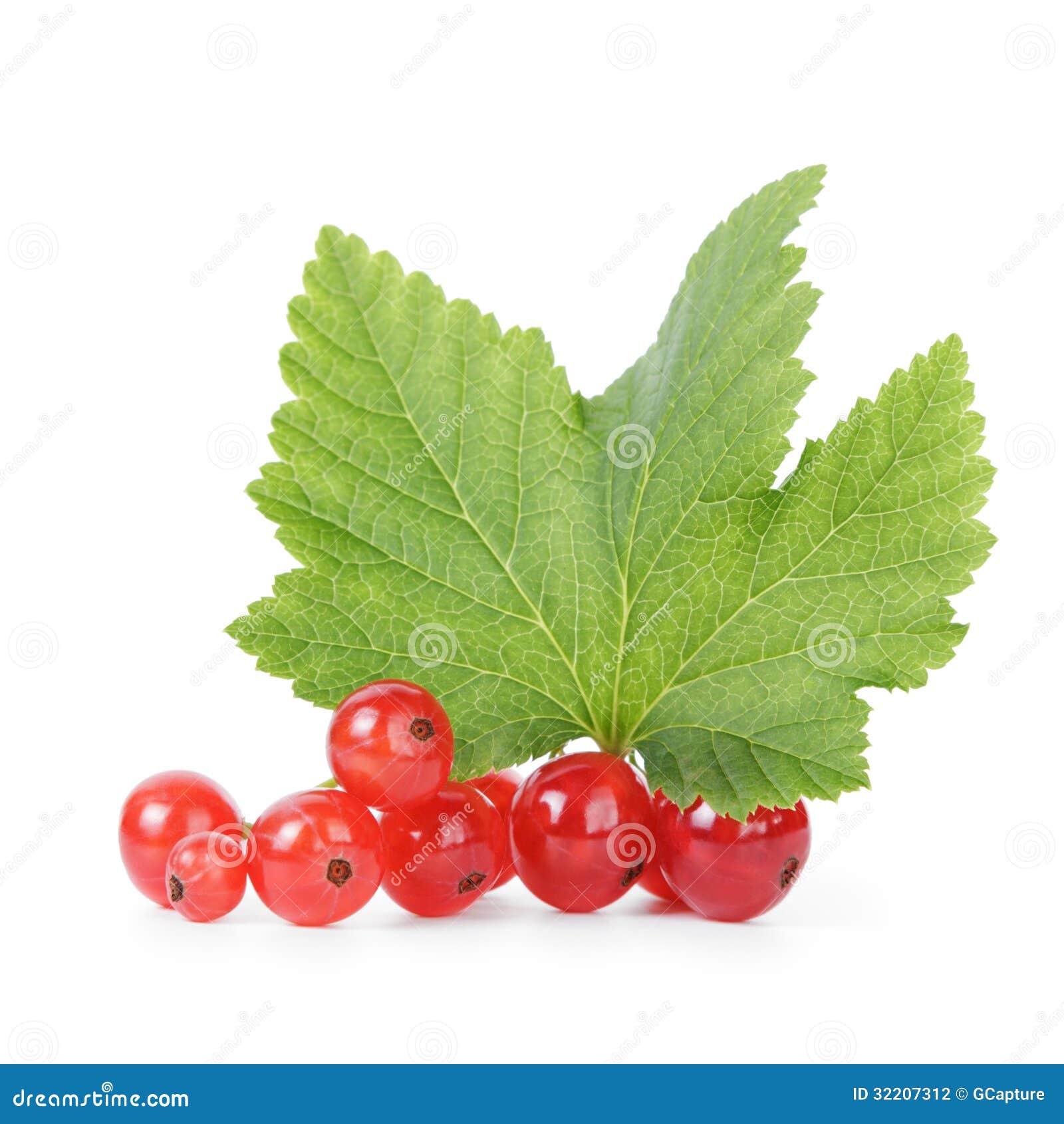 Frische Reife Rote Johannisbeere Mit Blatt Stockfoto - Bild von frucht, saftig: 32207312