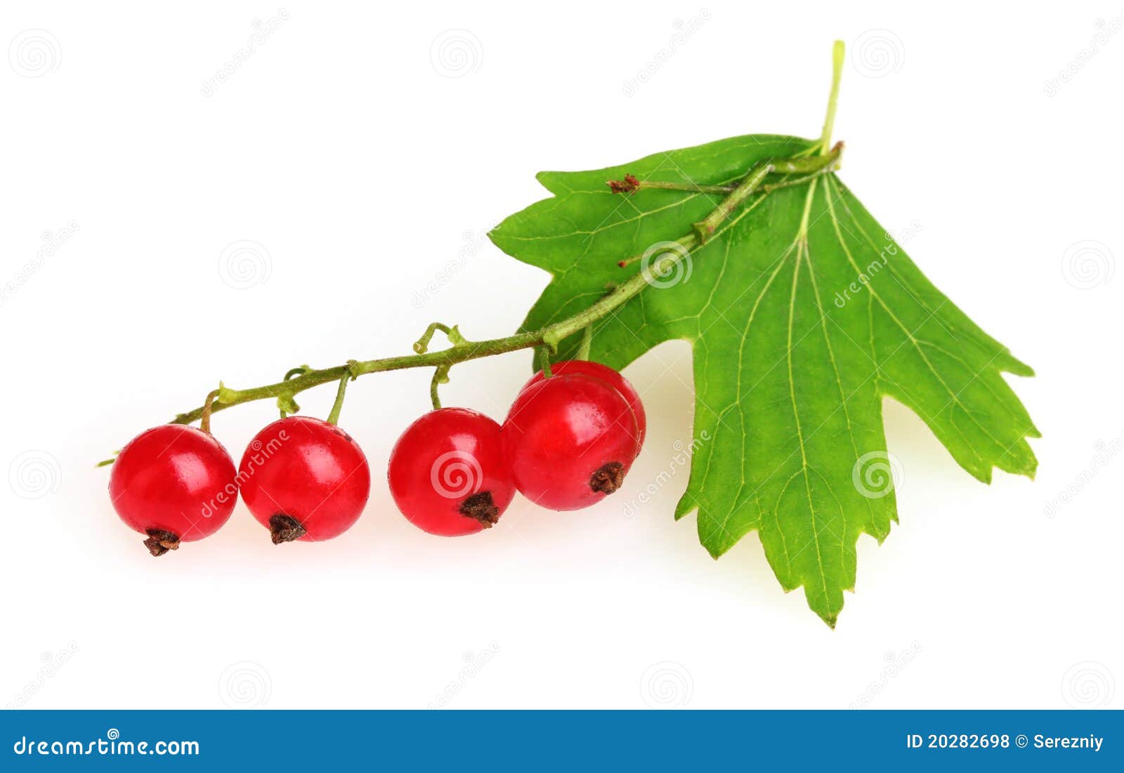 Frische Rote Johannisbeere Und Blatt Getrennt Stockfoto - Bild von getreide, köstlich: 20282698