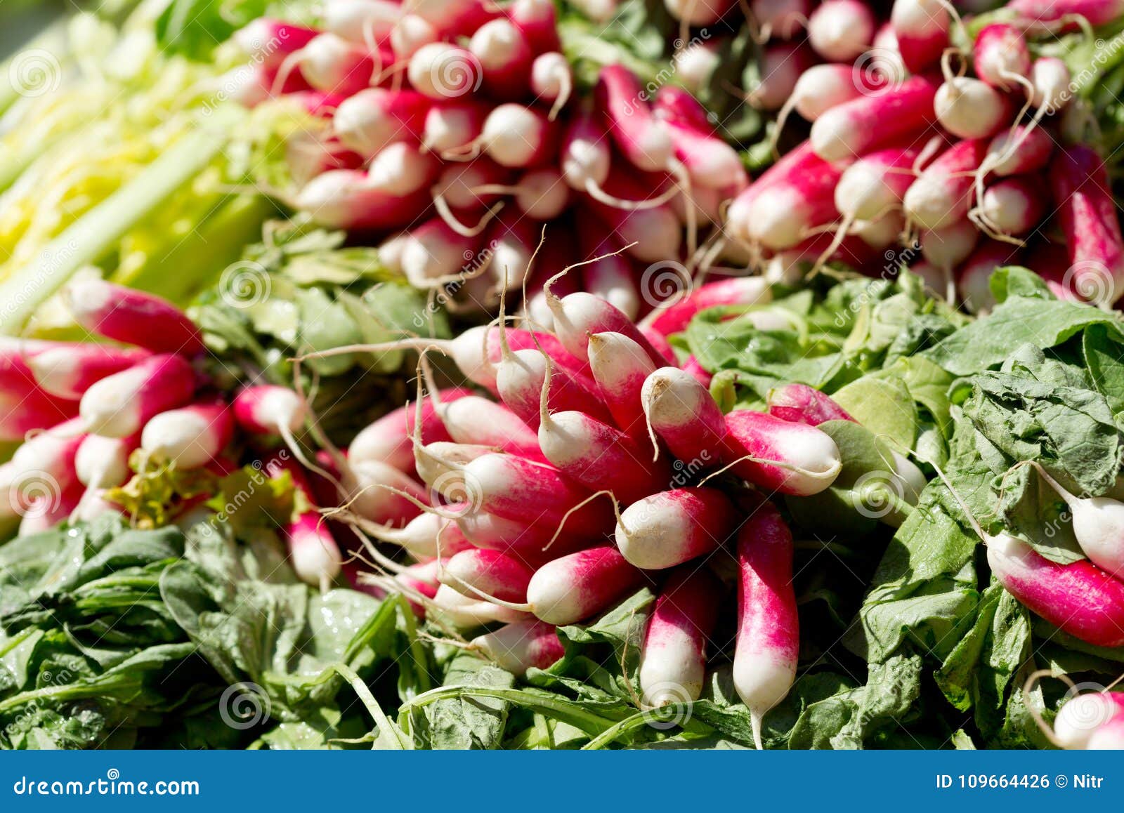 Frische Rote Rettiche Auf Einem Markt Stockfoto - Bild von gesund ...