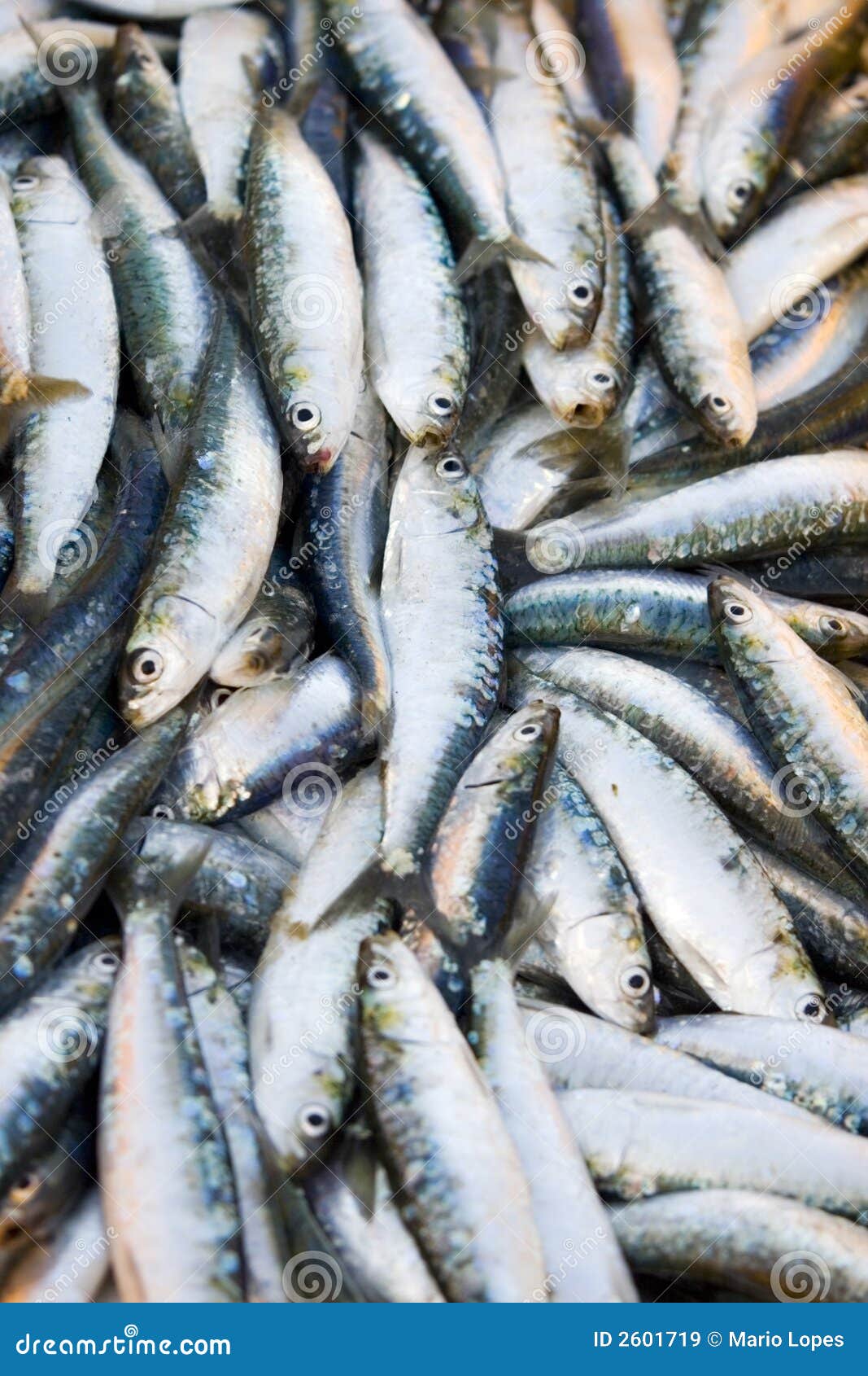 Frische Sardinen Im Markt Bild. Bild: 2601719