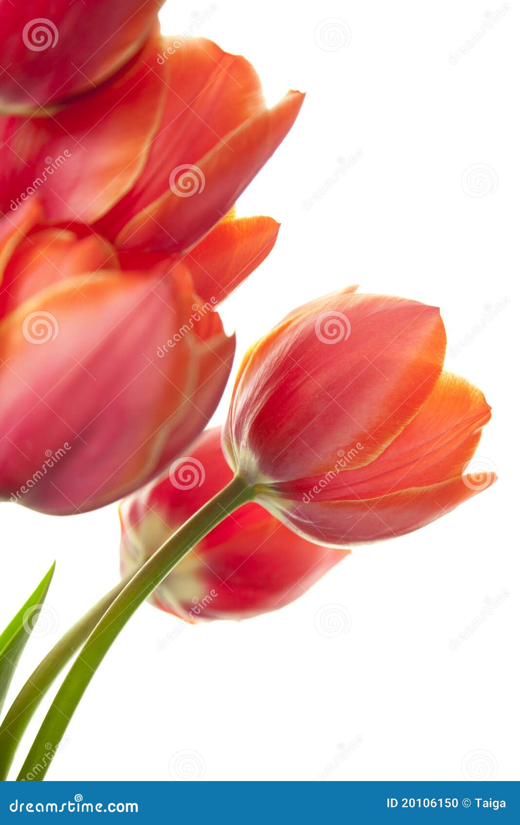 Frische Schöne Tulpen/getrennt Auf Weiß Stockfoto - Bild von blätter, grün: 20106150
