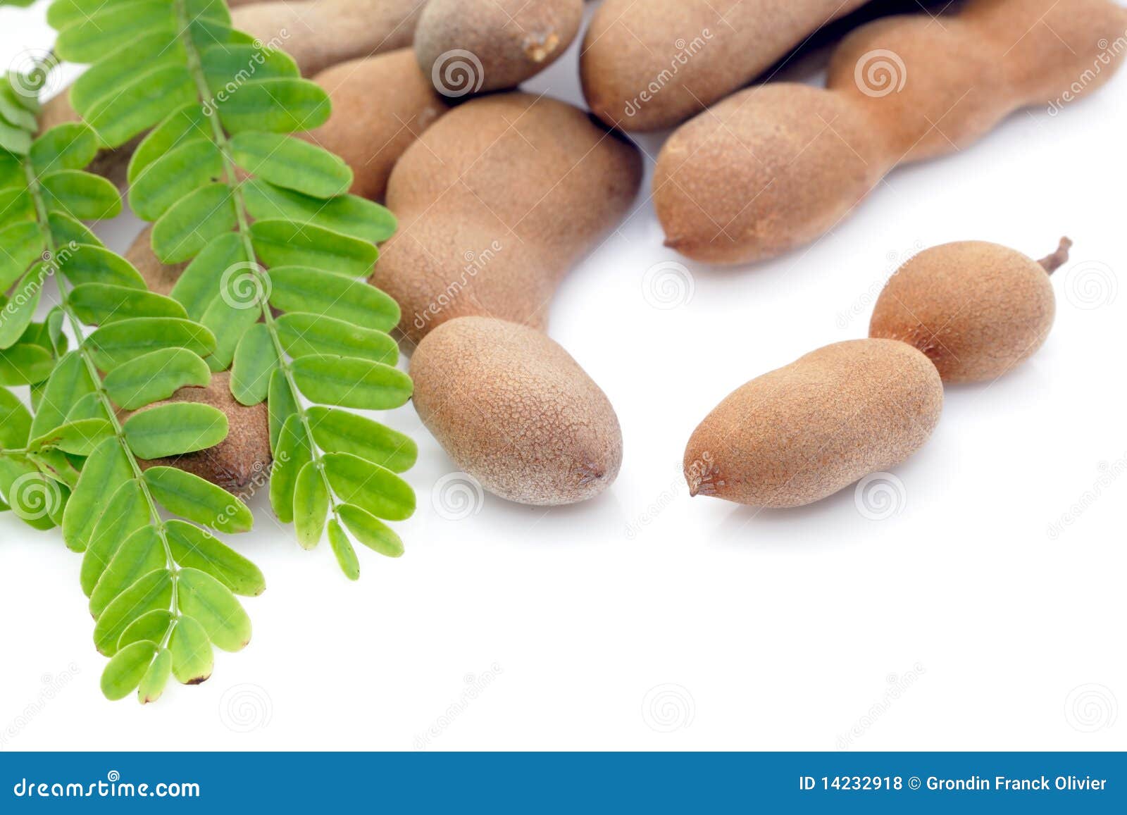 Frische Tamarinden Und Blätter Stockfoto - Bild von tamarinden ...