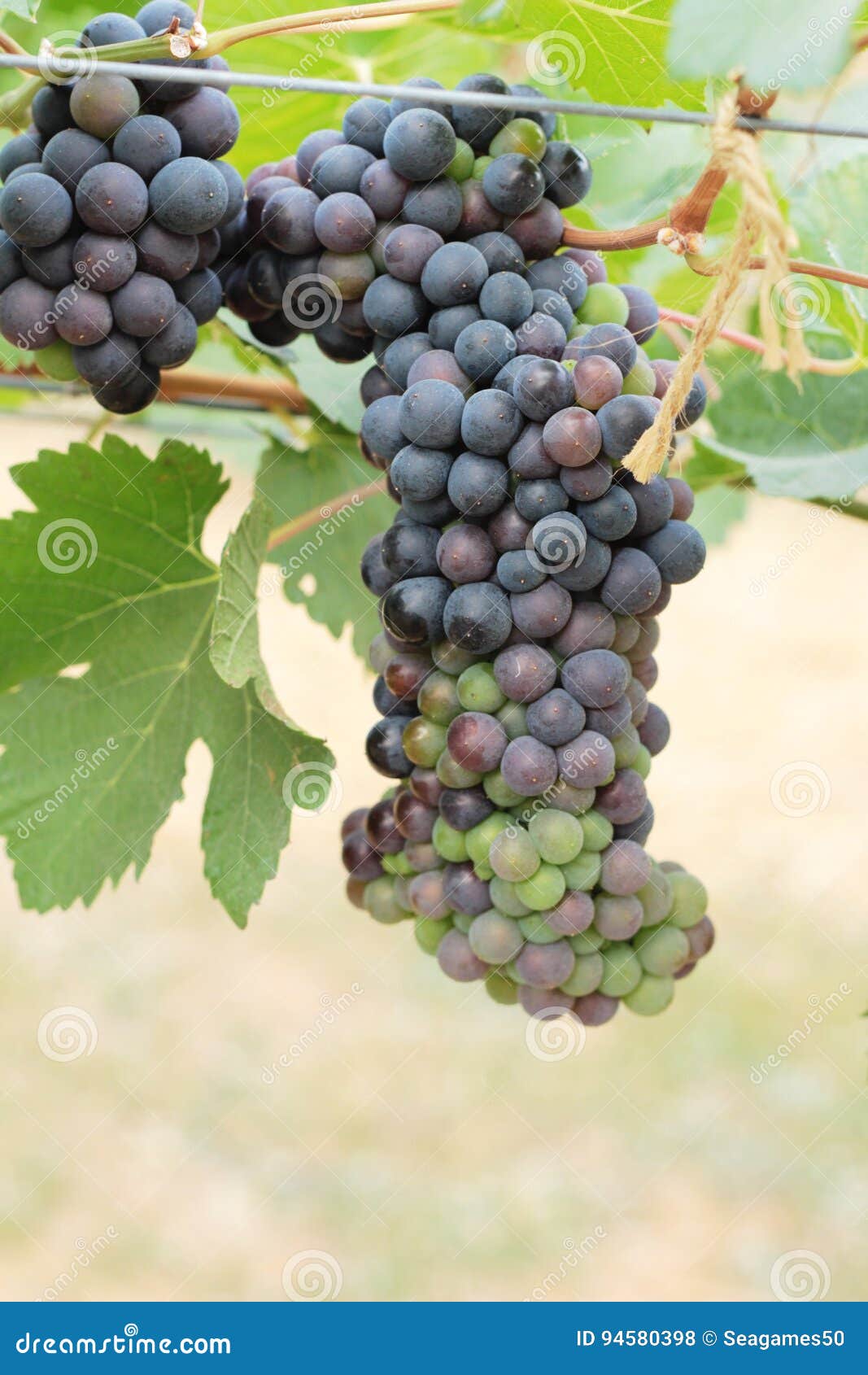 Frische Trauben Im Weinberg Stockfoto - Bild von köstlich, nave: 94580398