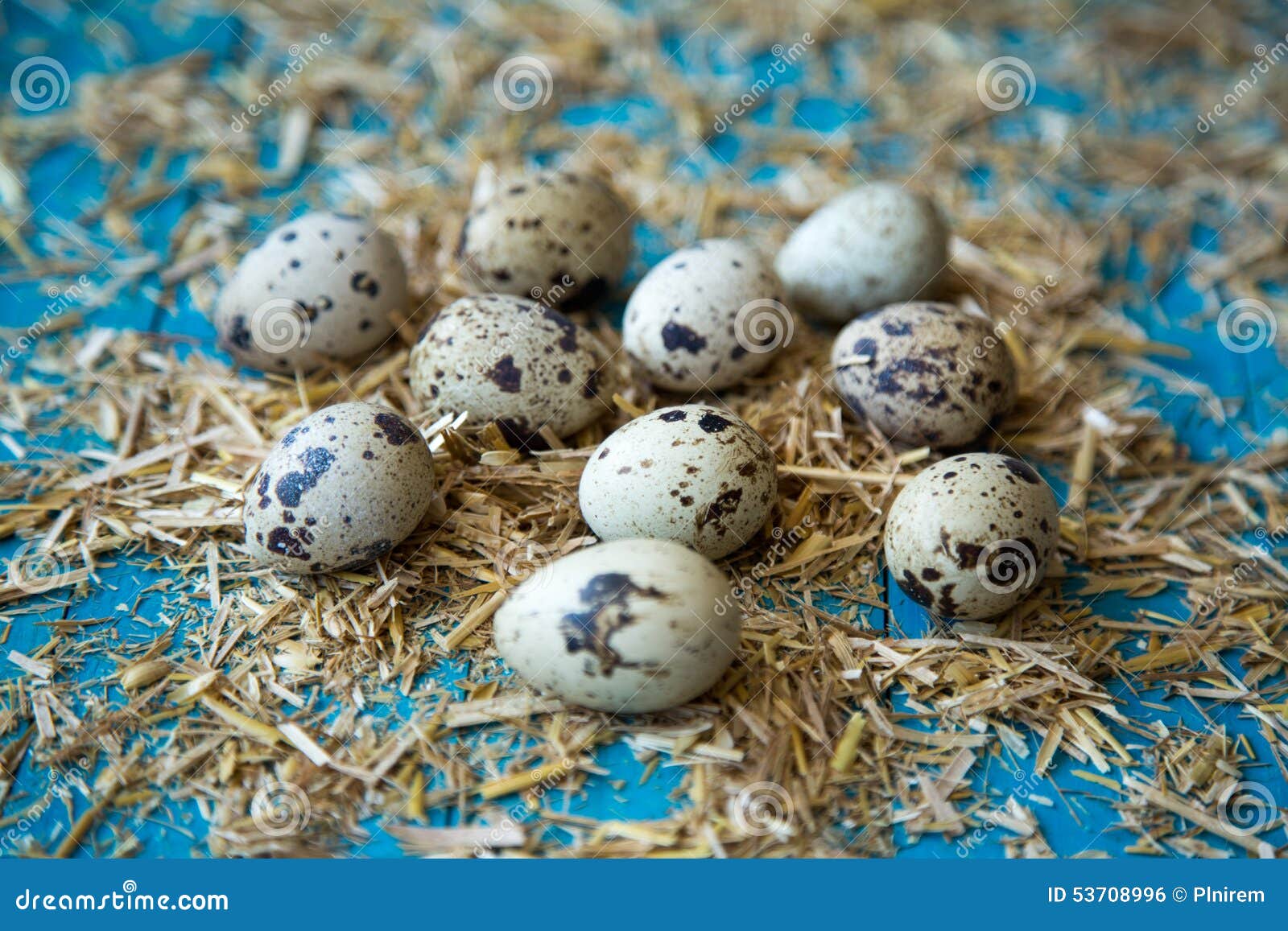 Frische Wachteleier stockfoto. Bild von vogel, lebensmittel - 53708996