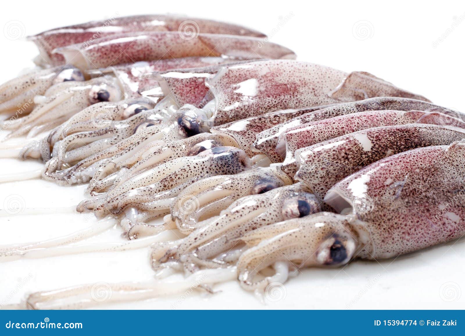 Frischer Calamari stockfoto. Bild von molluske, frisch - 15394774