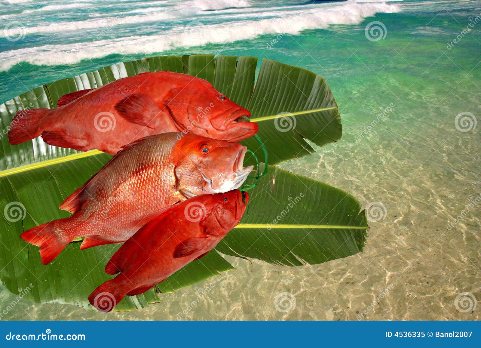 Frischer Catched Fisch-Schnapper Stockbild - Bild von wasser ...
