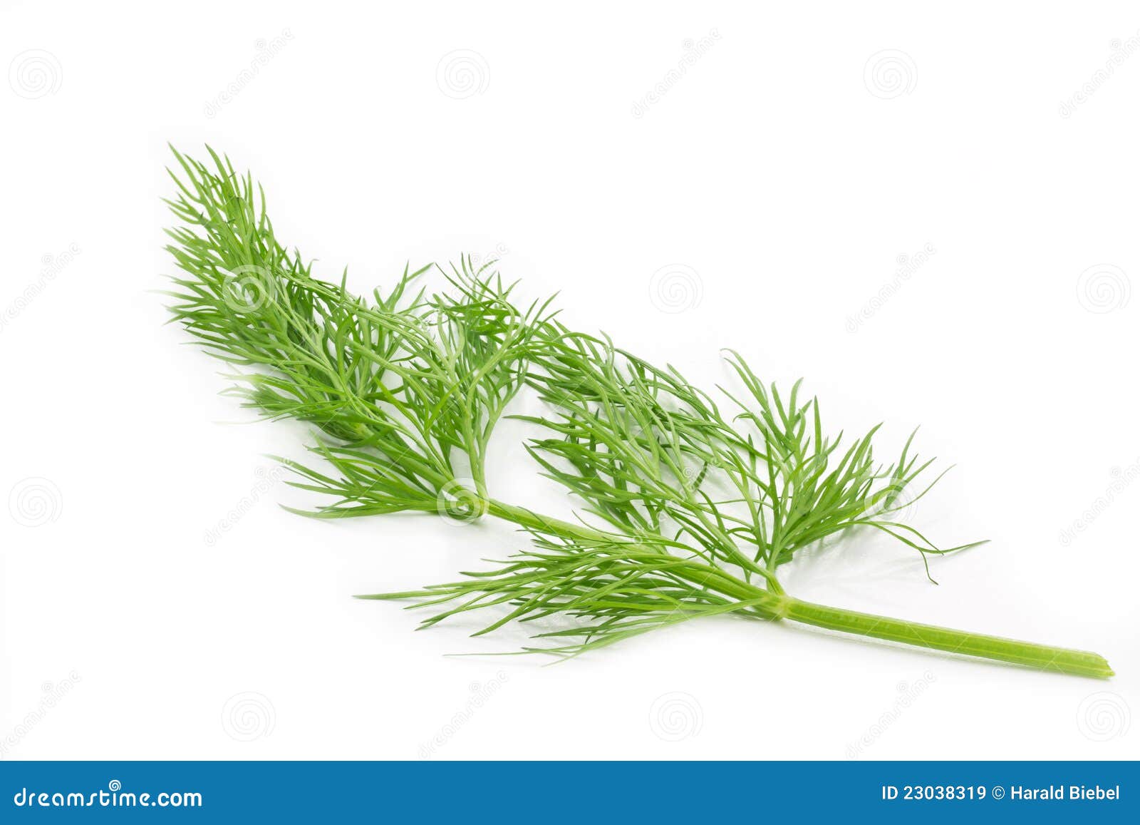 Frischer Dill stockbild. Bild von gewürze, gewürz, nahrung - 23038319